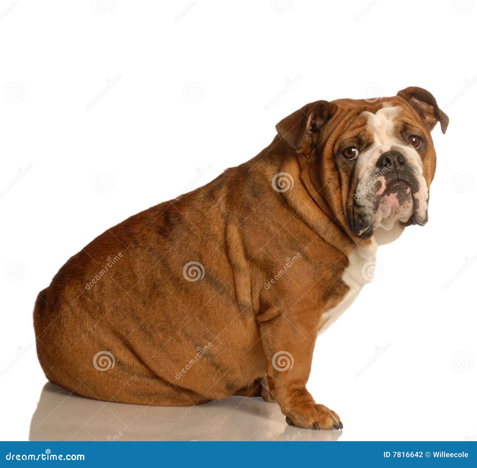 Red English Bulldog