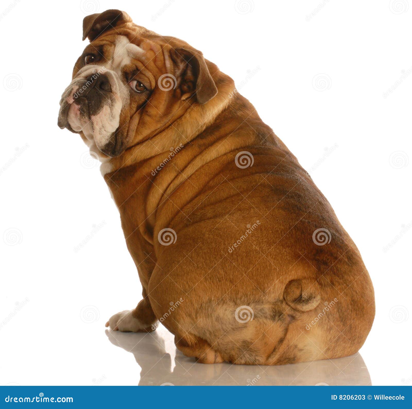 English Bulldog from the Back Stock Image - Image of funny, derriere ...