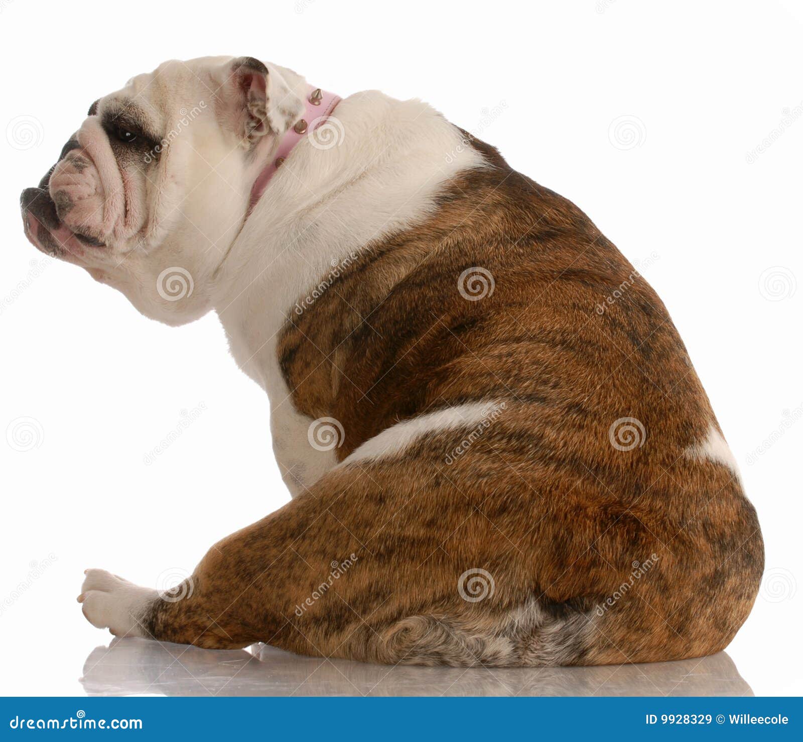 English Bulldog from the Backside Stock Image - Image of angle, curly ...