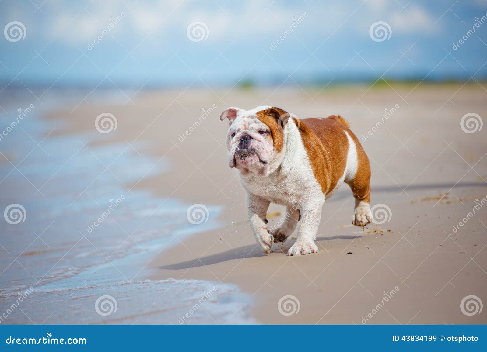 English Bulldog on the Beach Stock Image - Image of bulldog, brown ...