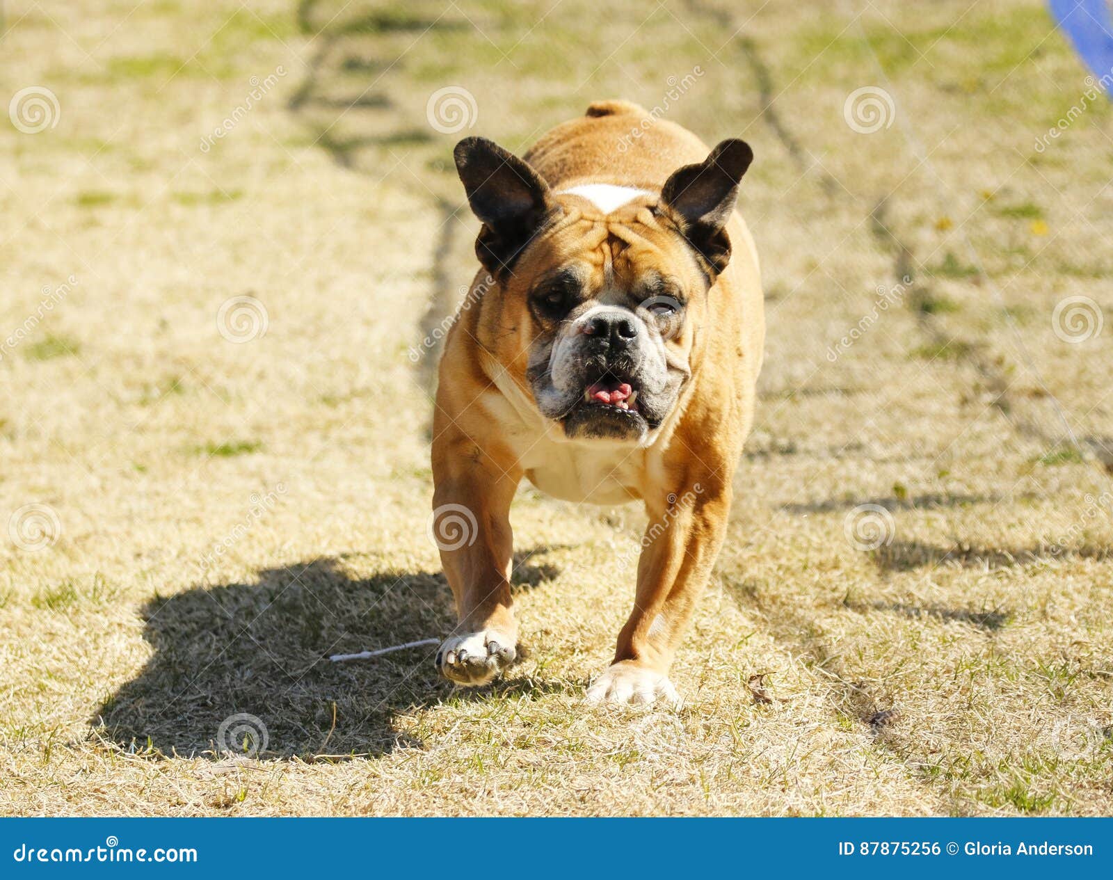English Bulldog Chasing a Lure at the Park Stock Photo - Image of ...