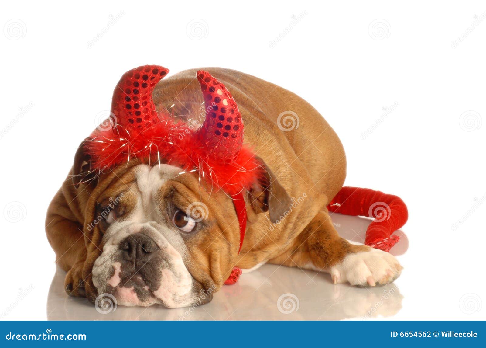 English Bulldog Dressed As Devil Stock Photo - Image of brown, brindle ...