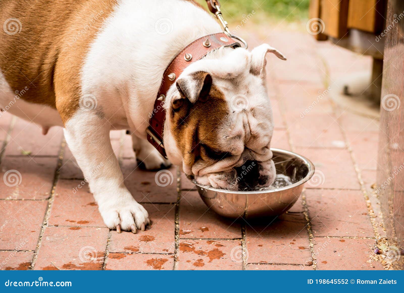 The English Bulldog Drinking Water at the Park. Stock Photo - Image of ...