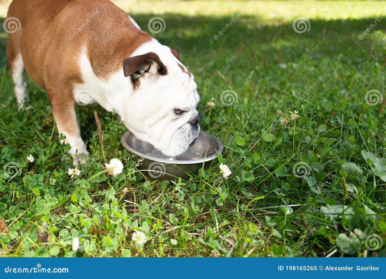 English Bulldog Drinks Water from a Bowl Stock Image - Image of full ...