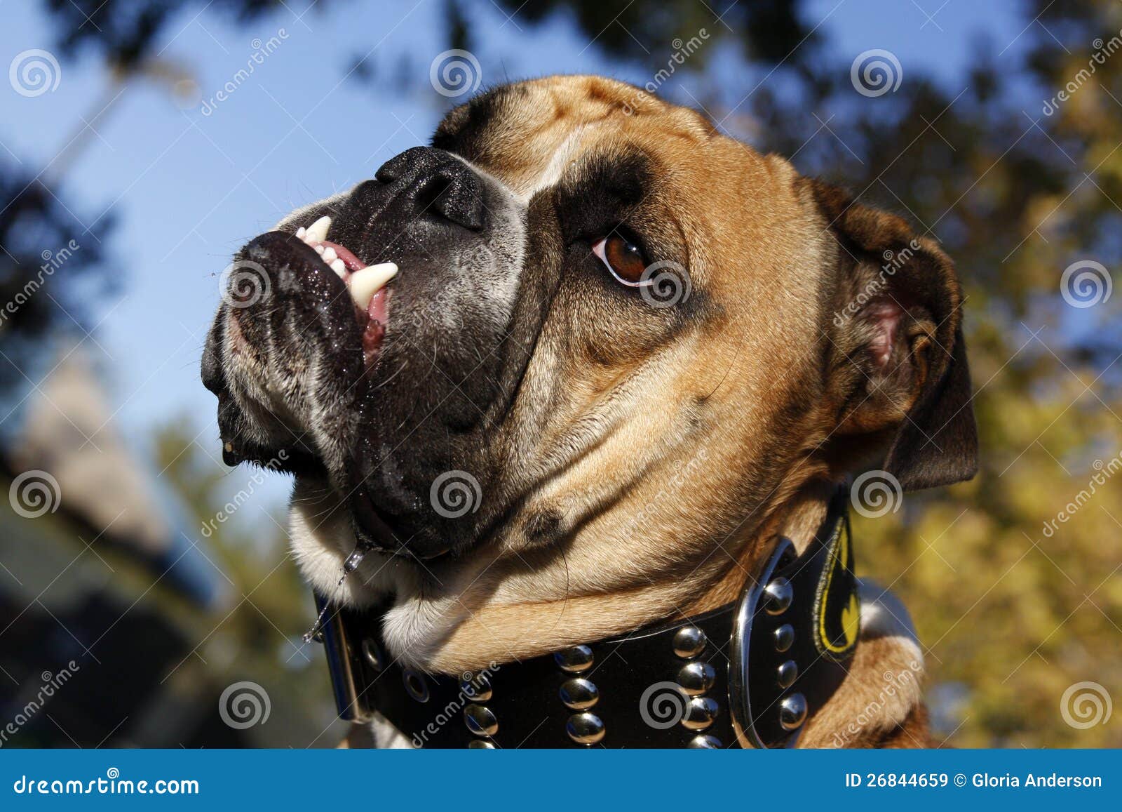English Bulldog with drool stock image. Image of smooch - 26844659