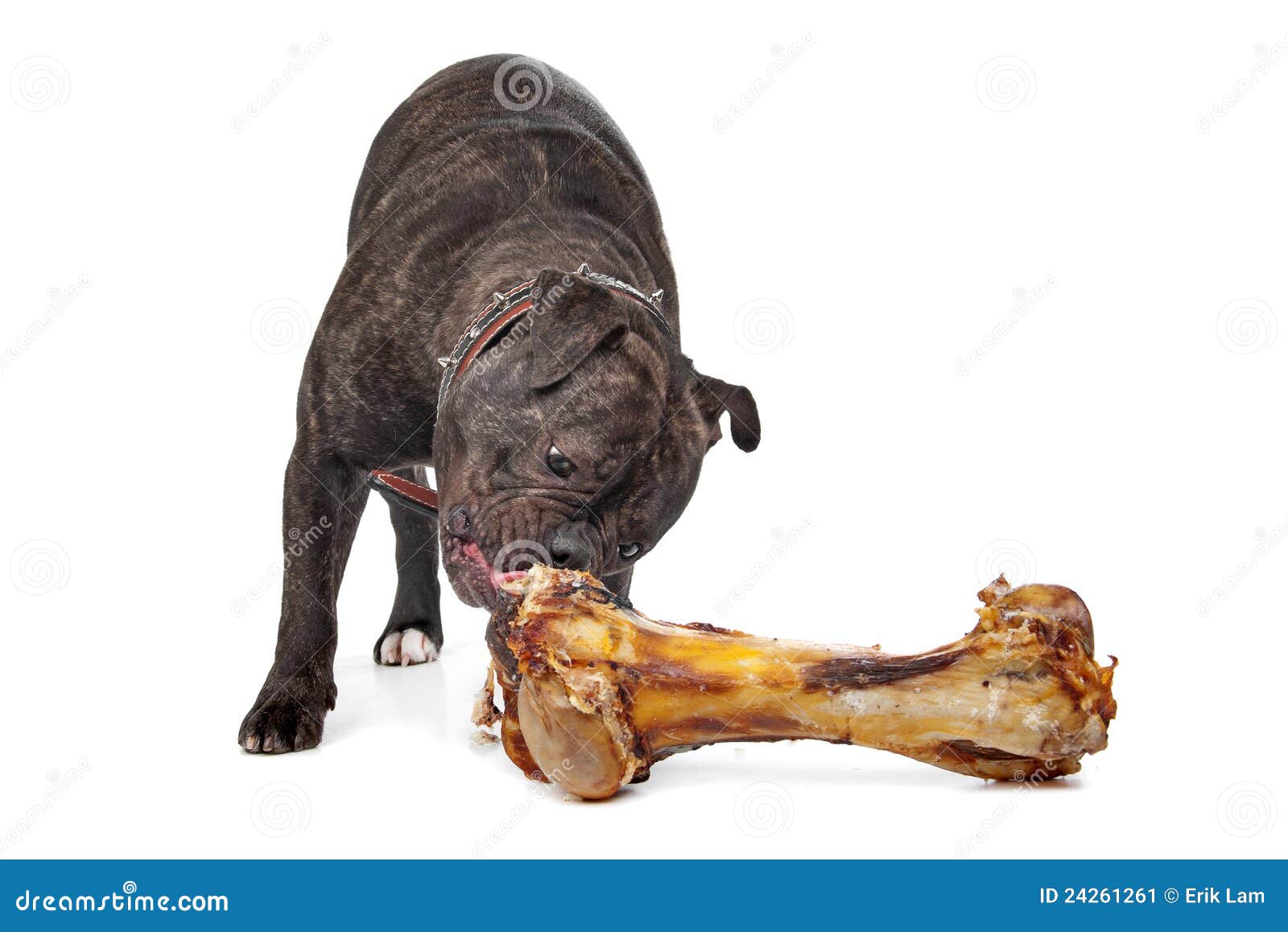English Bulldog Eating a Bone Stock Image - Image of purebred, staning ...