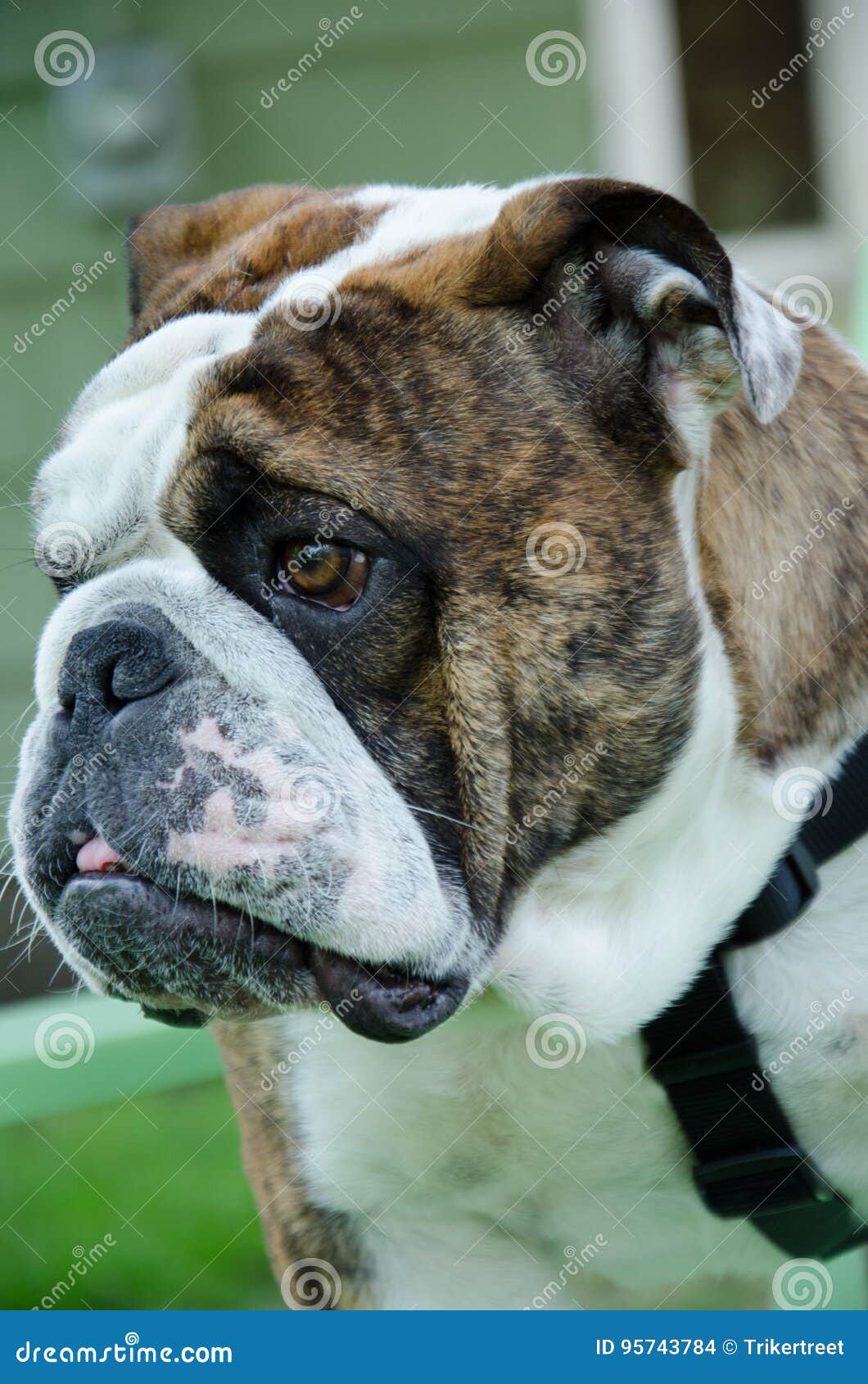 English Bulldog Face Closeup Stock Photo - Image of brindle, english ...