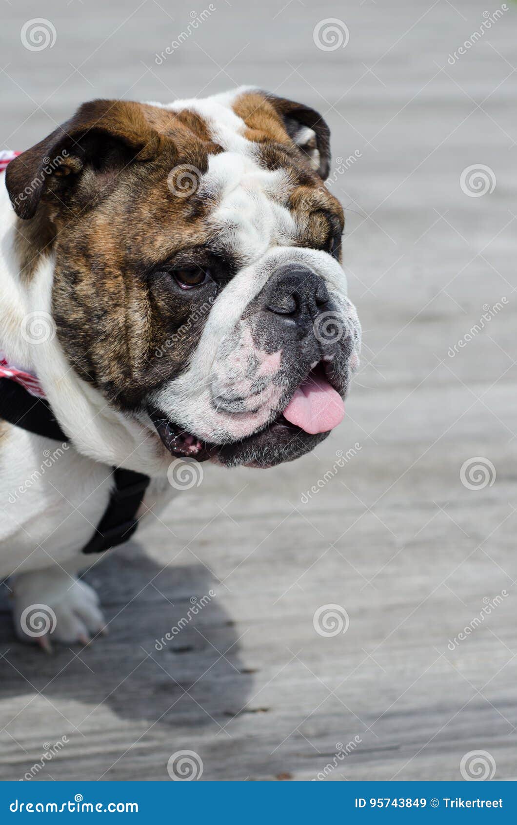 English Bulldog Face Side View Closeup Stock Image - Image of animal ...