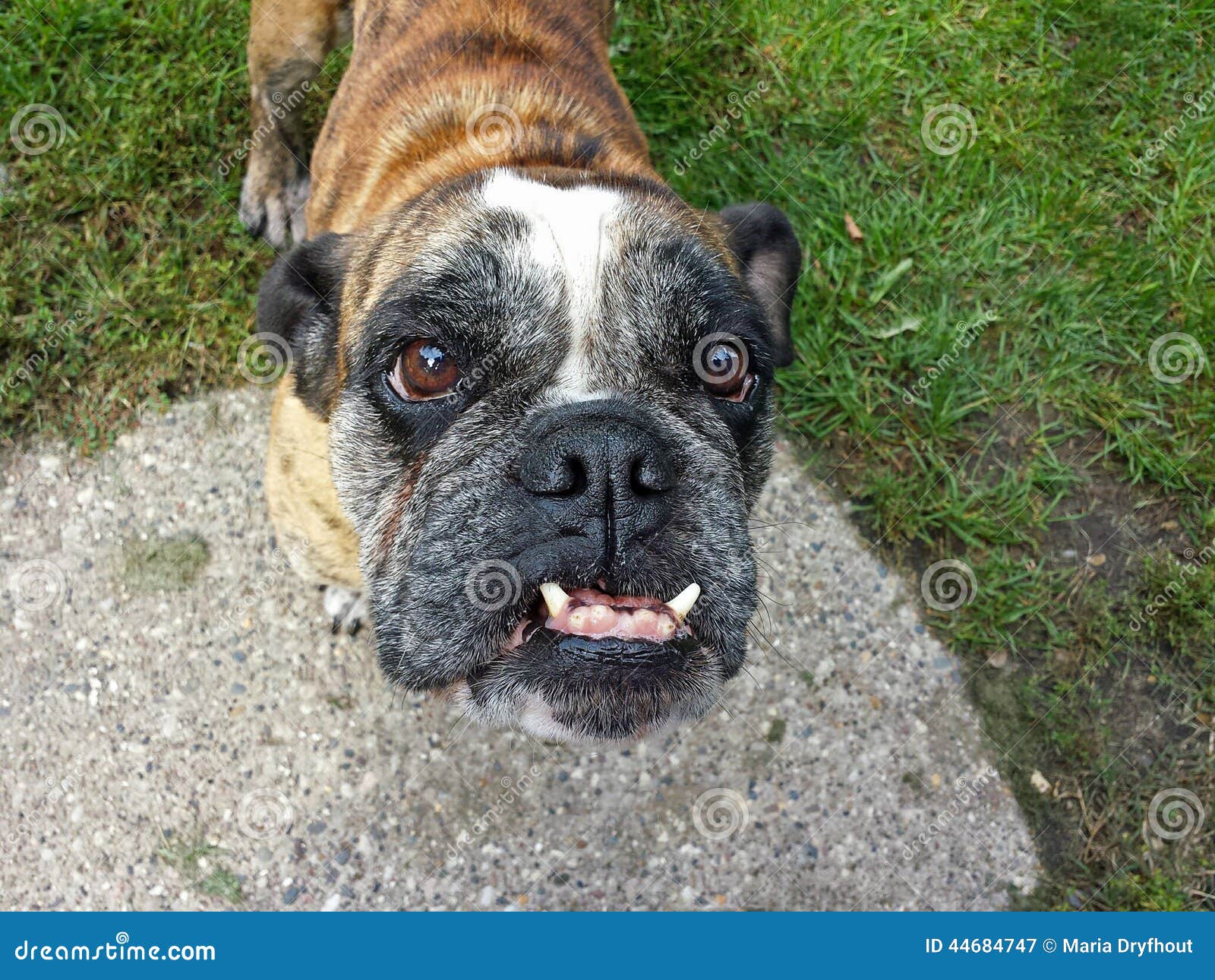 English Bulldog stock image. Image of mouth, underbite - 44684747