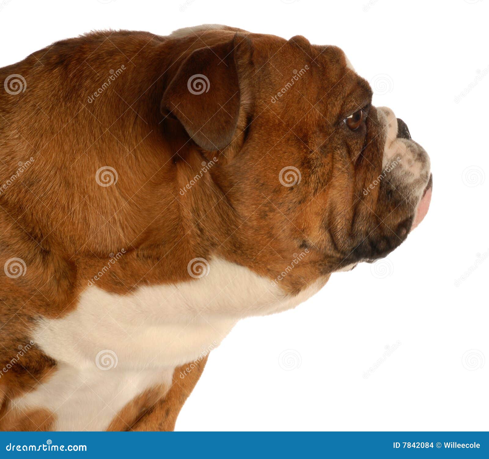 English Bulldog Head Profile Stock Photos - Free & Royalty-Free Stock ...
