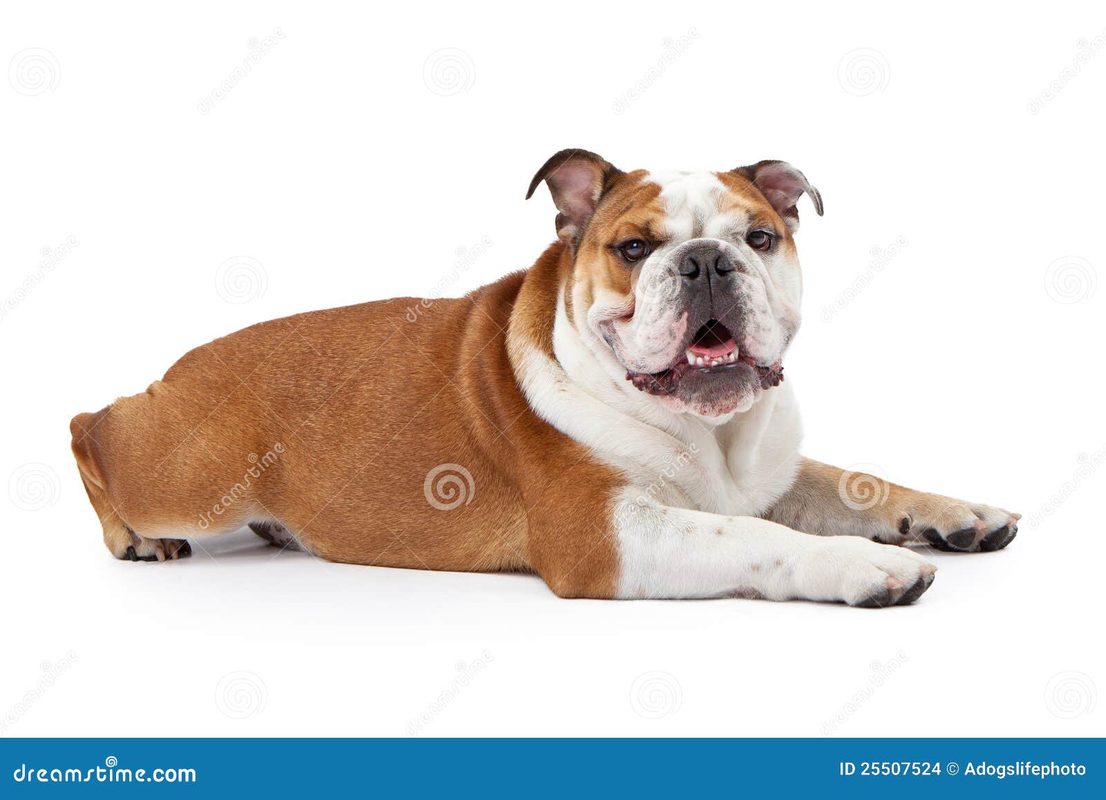 Bulldog Laying Down