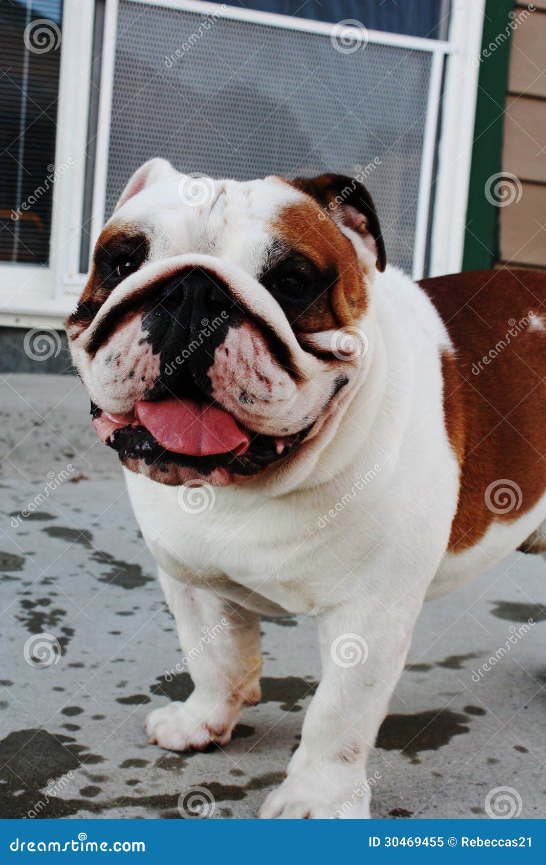 English Bulldog stock image. Image of smile, tongue, standing - 30469455