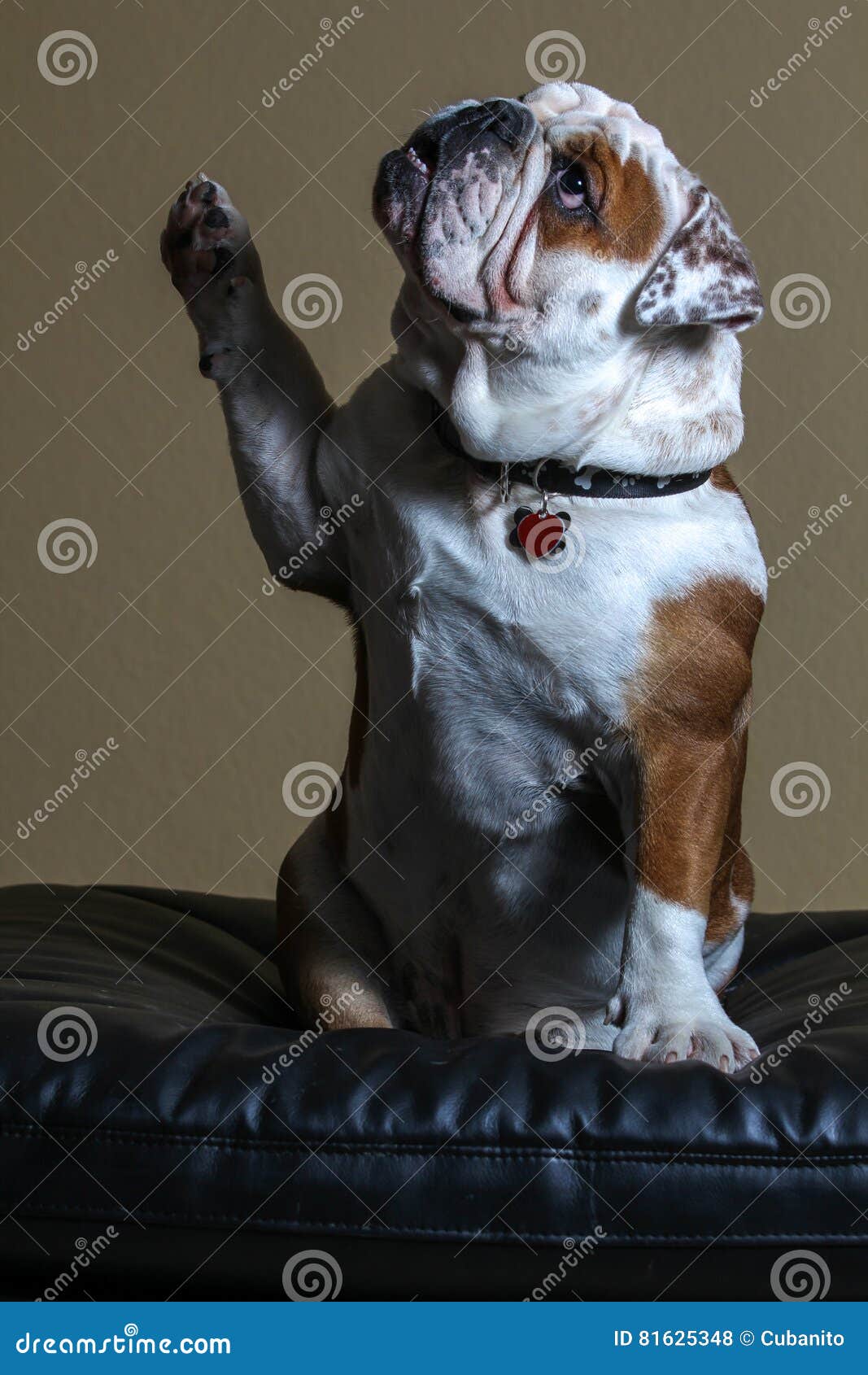 English Bulldog stock photo. Image of five, seated, stand - 81625348
