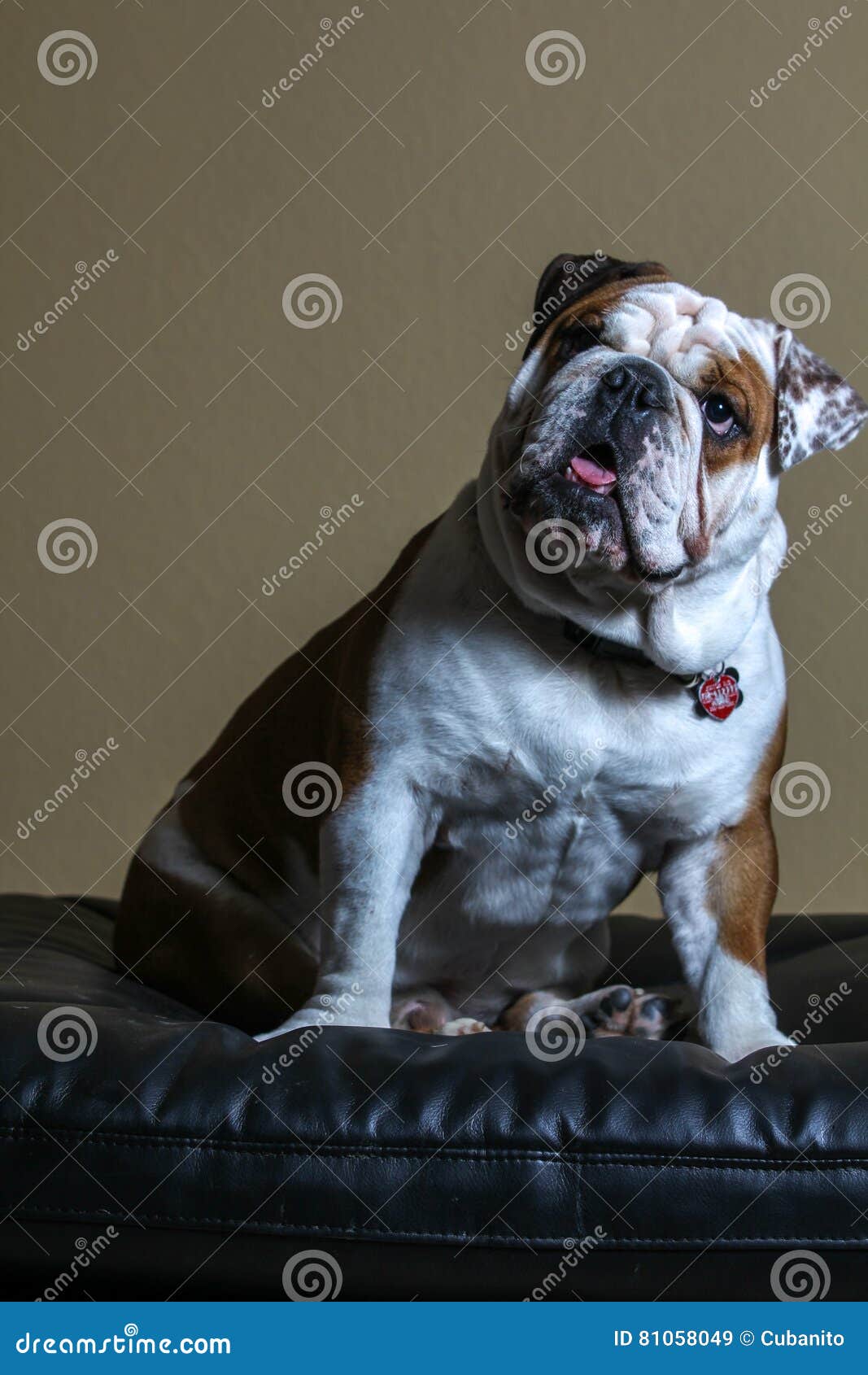 English Bulldog stock image. Image of view, seat, looking - 81058049