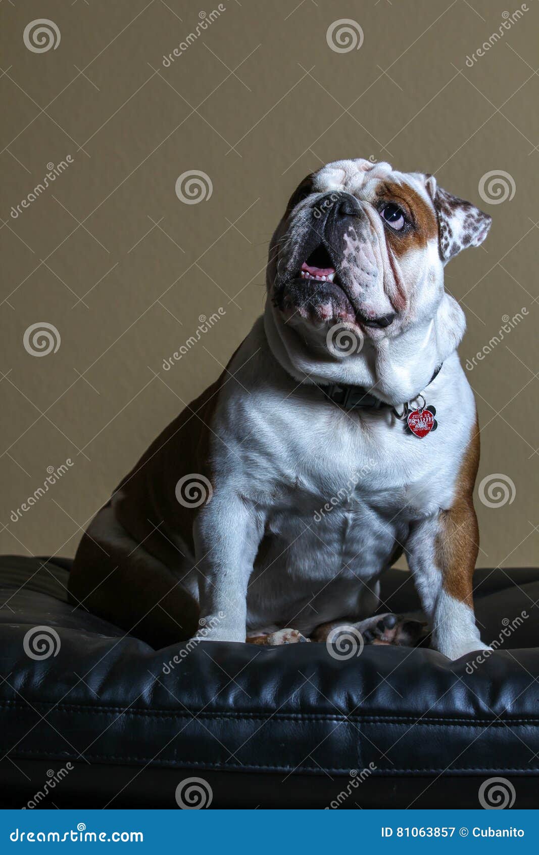 English Bulldog stock image. Image of seat, puppy, camera - 81063857