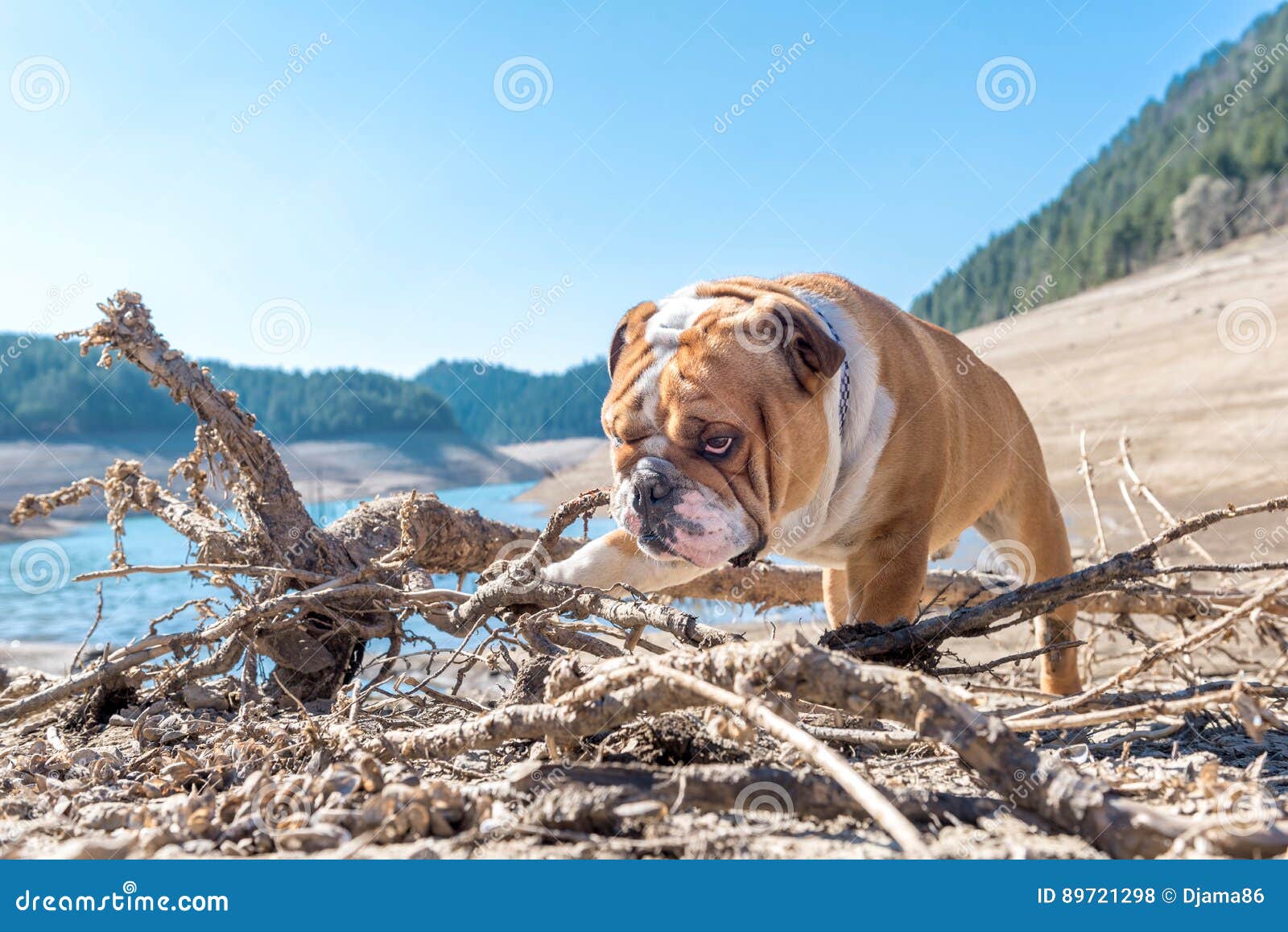 English Bulldog in the Nature Stock Photo - Image of blank, party: 89721298