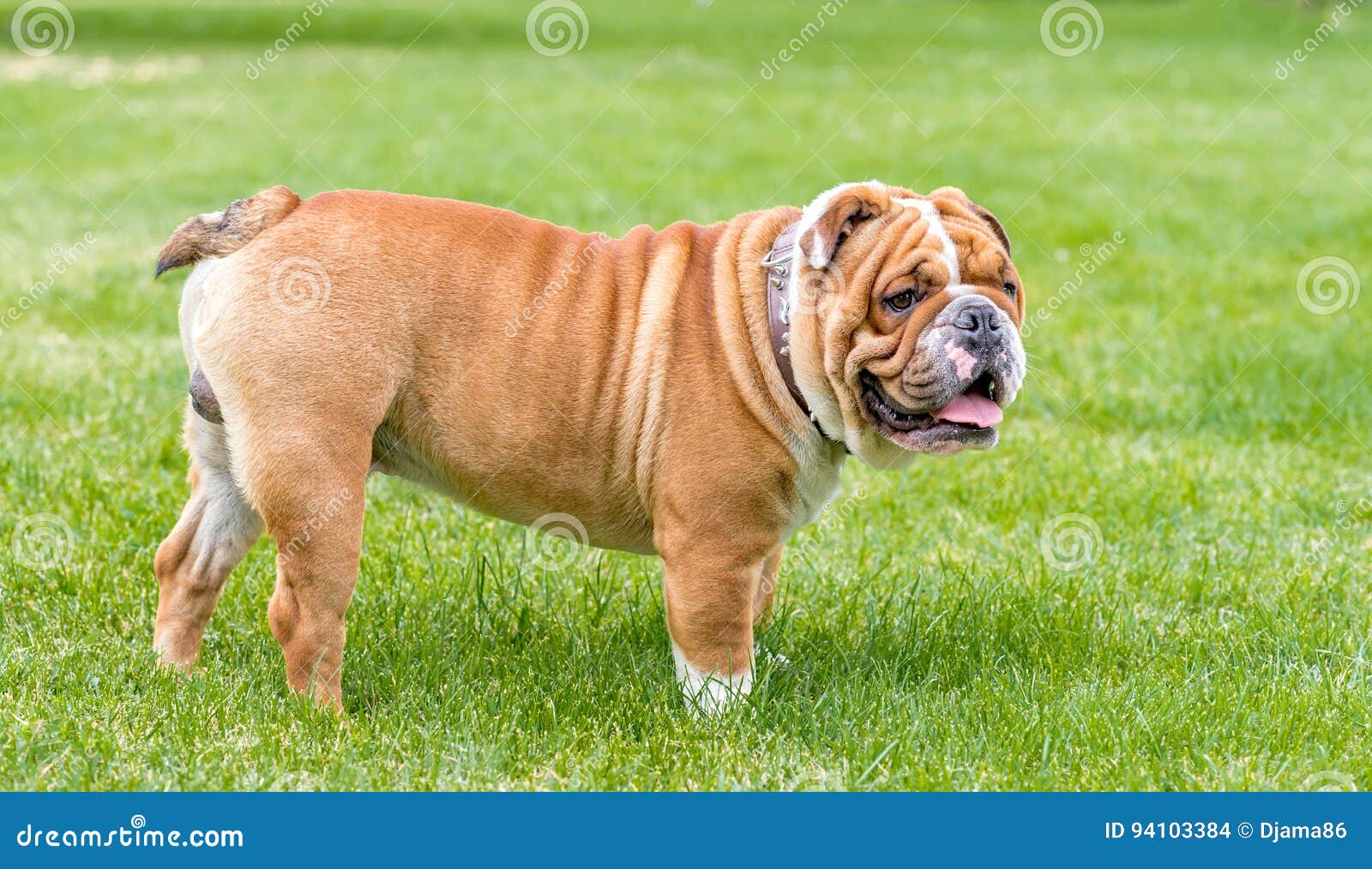 English bulldog outdoor stock photo. Image of canine - 94103384