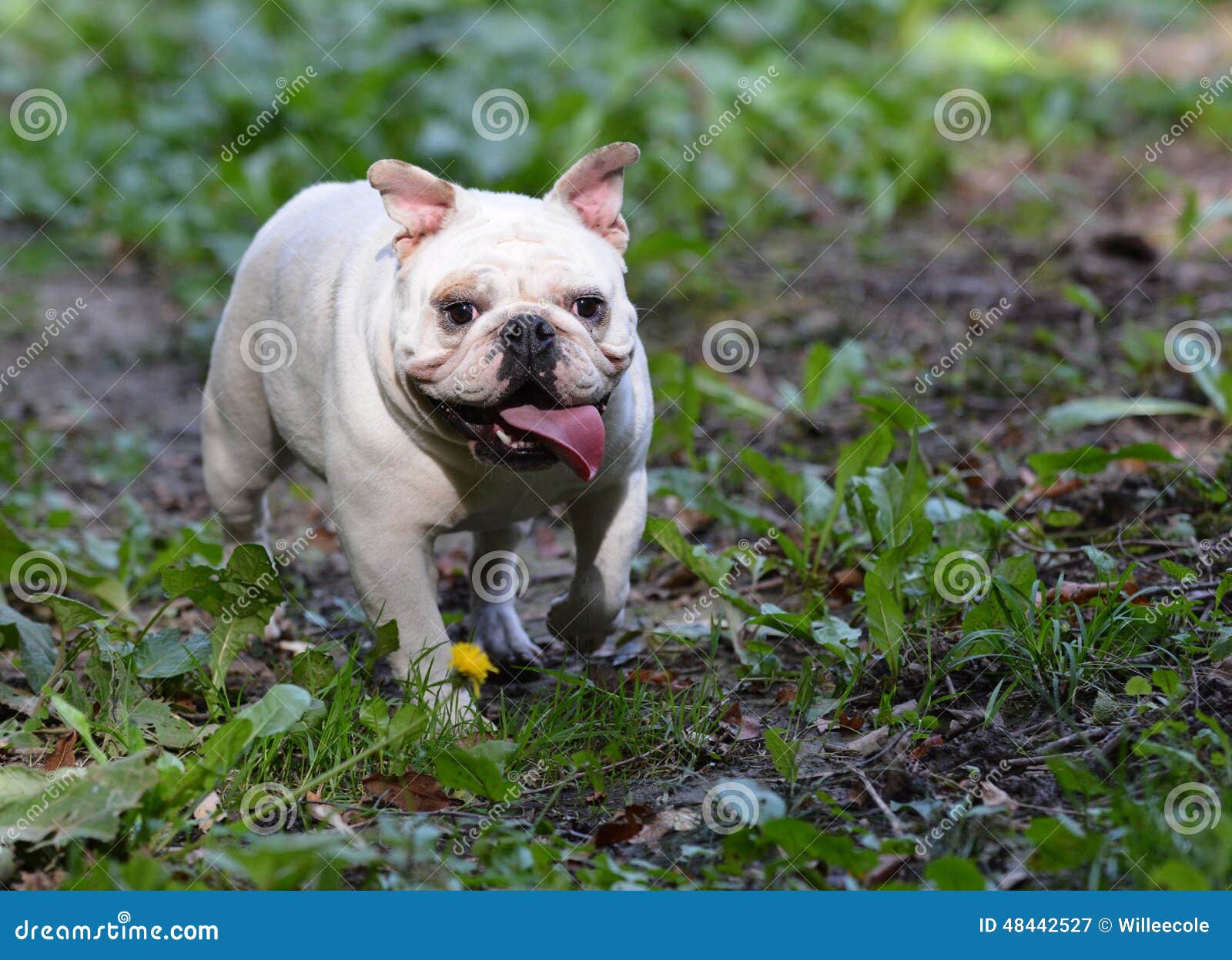 English bulldog stock image. Image of autumn, healthy - 48442527