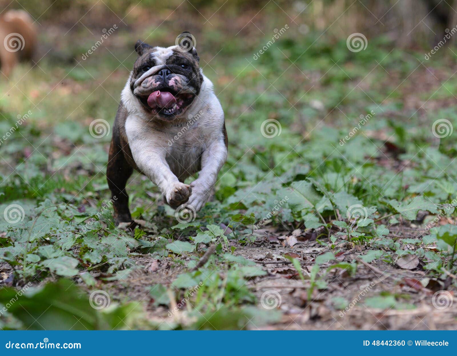 English bulldog stock photo. Image of outside, forest - 48442360