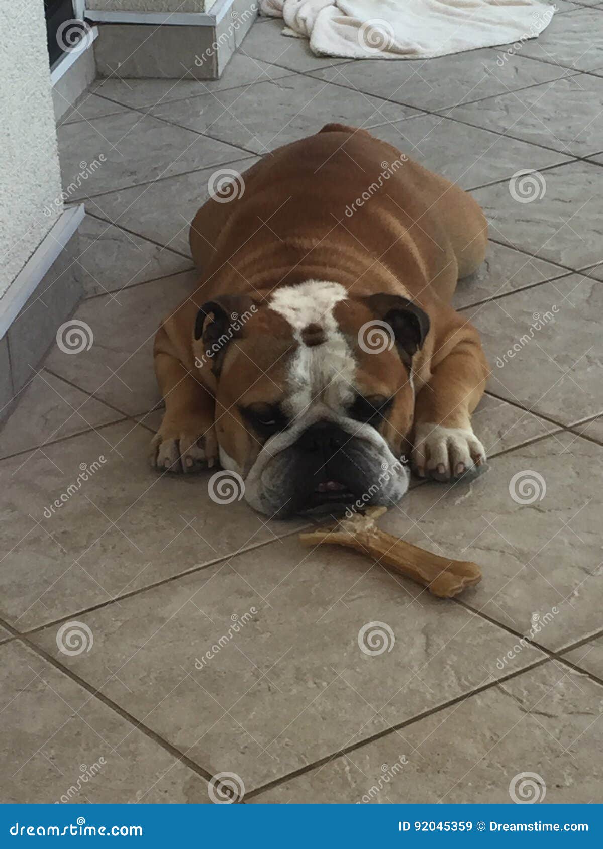 English bulldog stock image. Image of bone, english, plays - 92045359