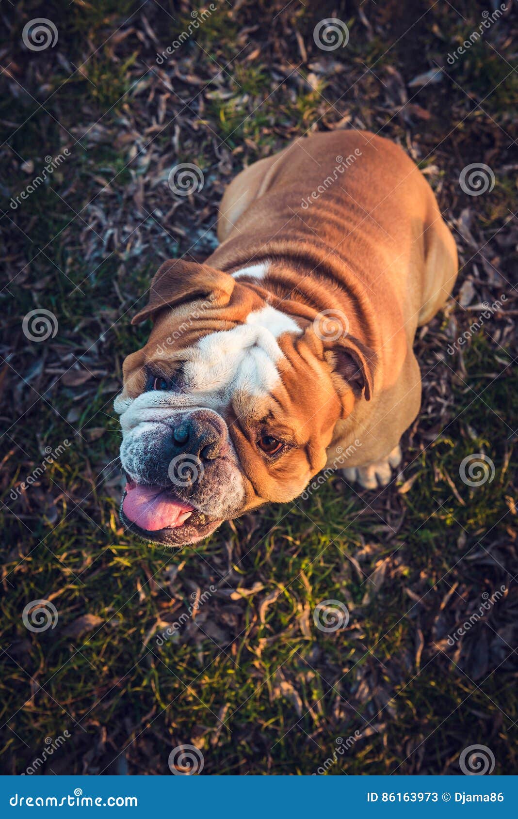 English bulldog portrait stock image. Image of canine - 86163973