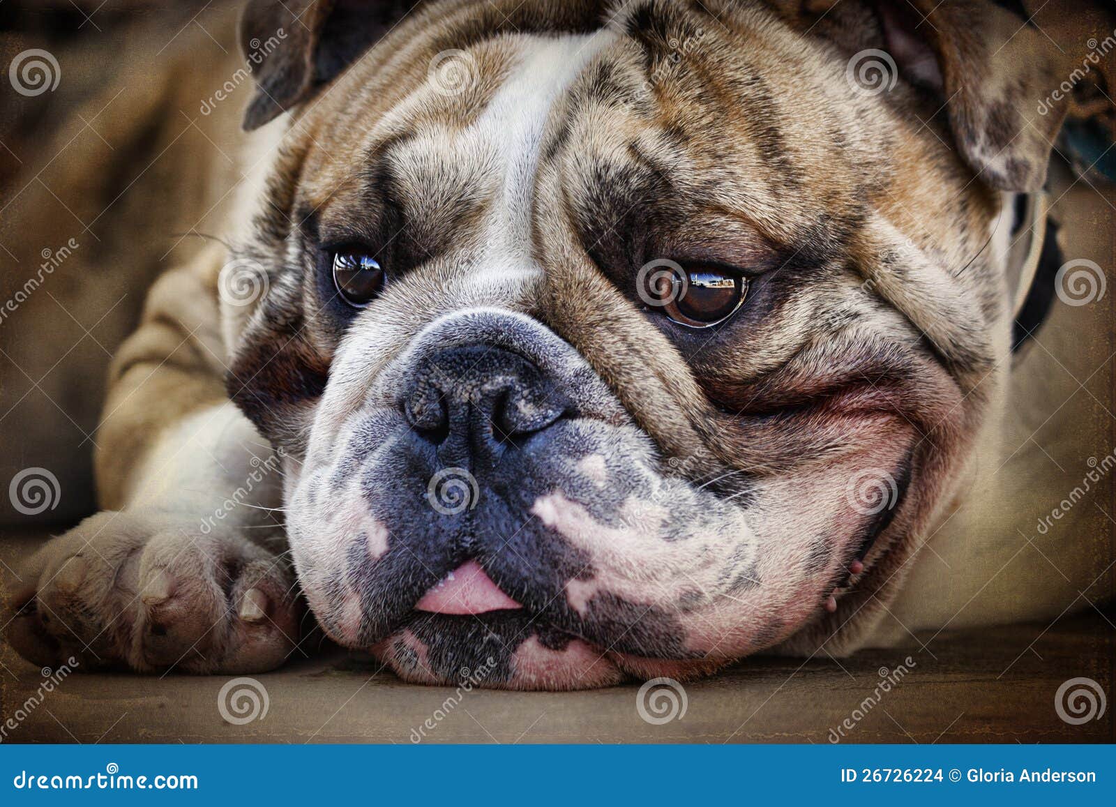 English Bulldog Portrait Lying Down Stock Photo - Image of happy, snore ...