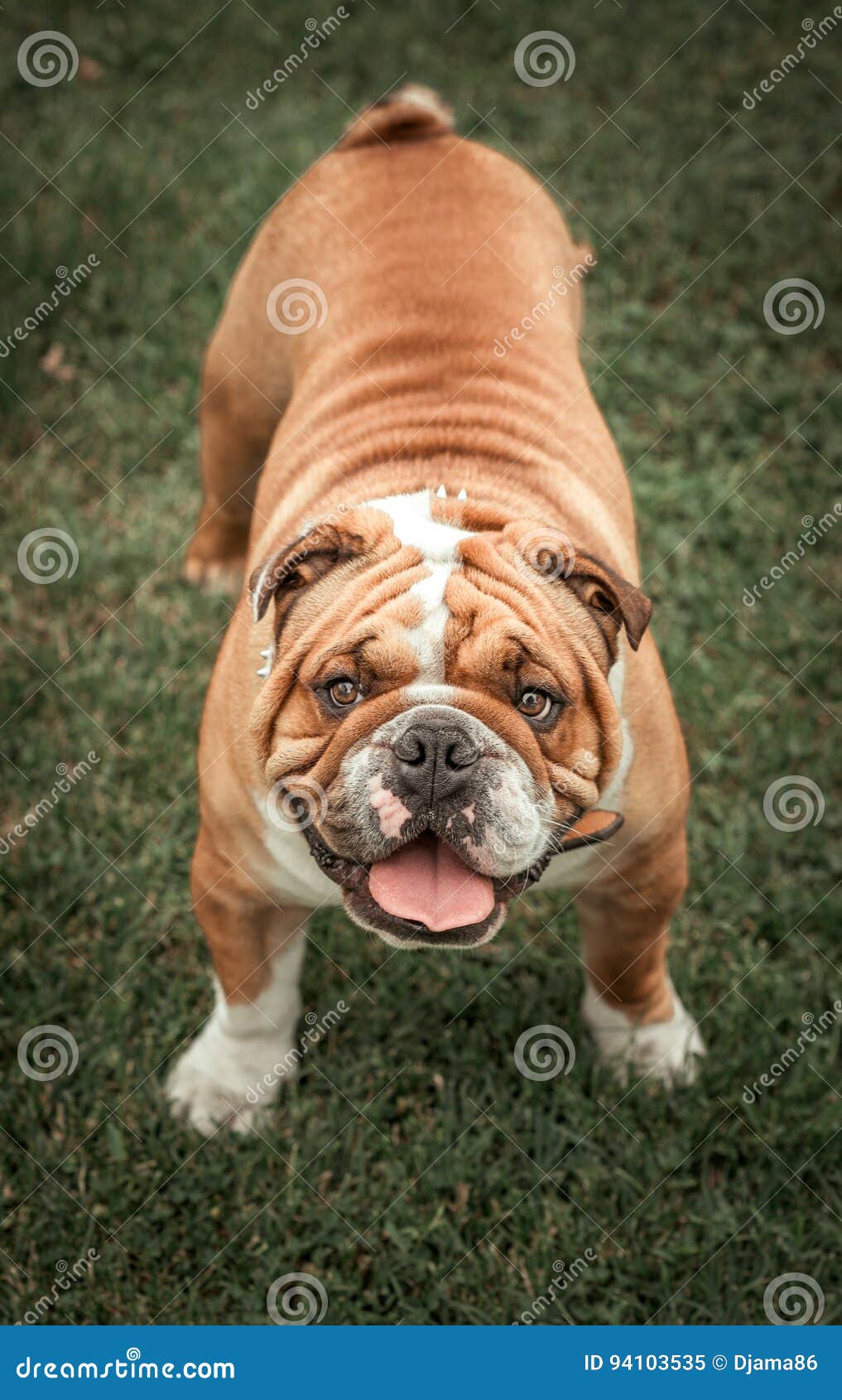English bulldog posing stock image. Image of doggy, paws - 94103535