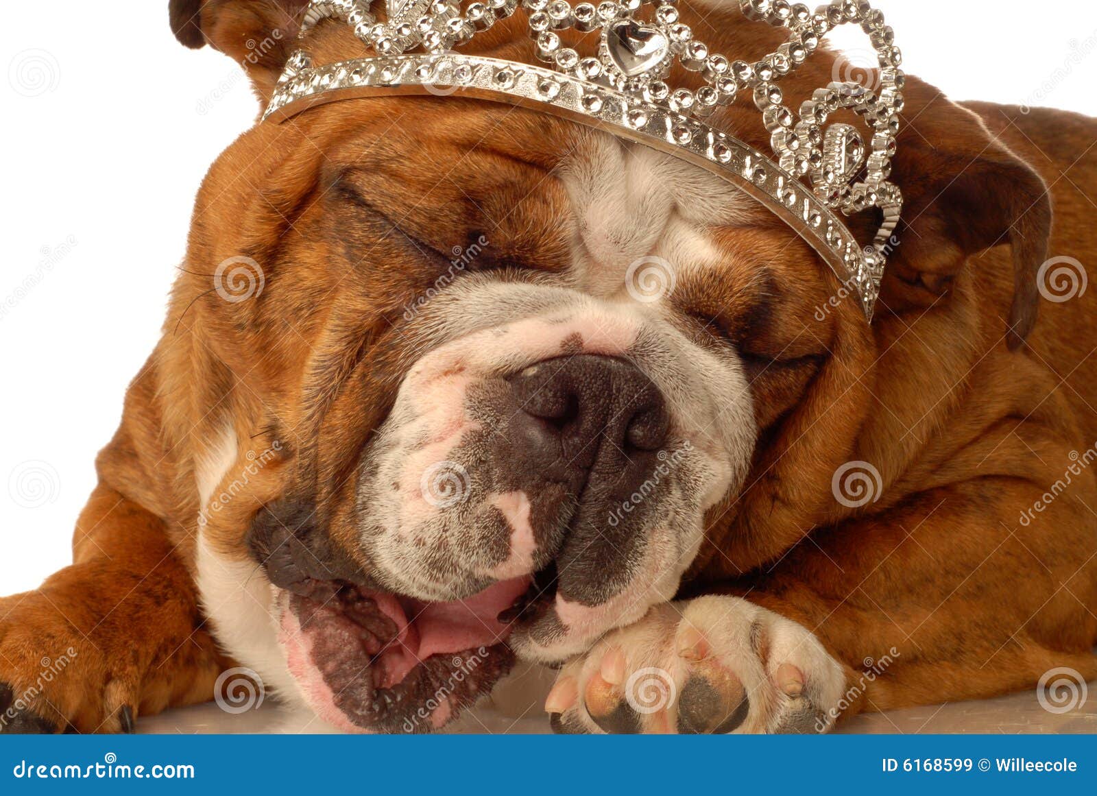 English bulldog princess stock image. Image of crown, cute - 6168599
