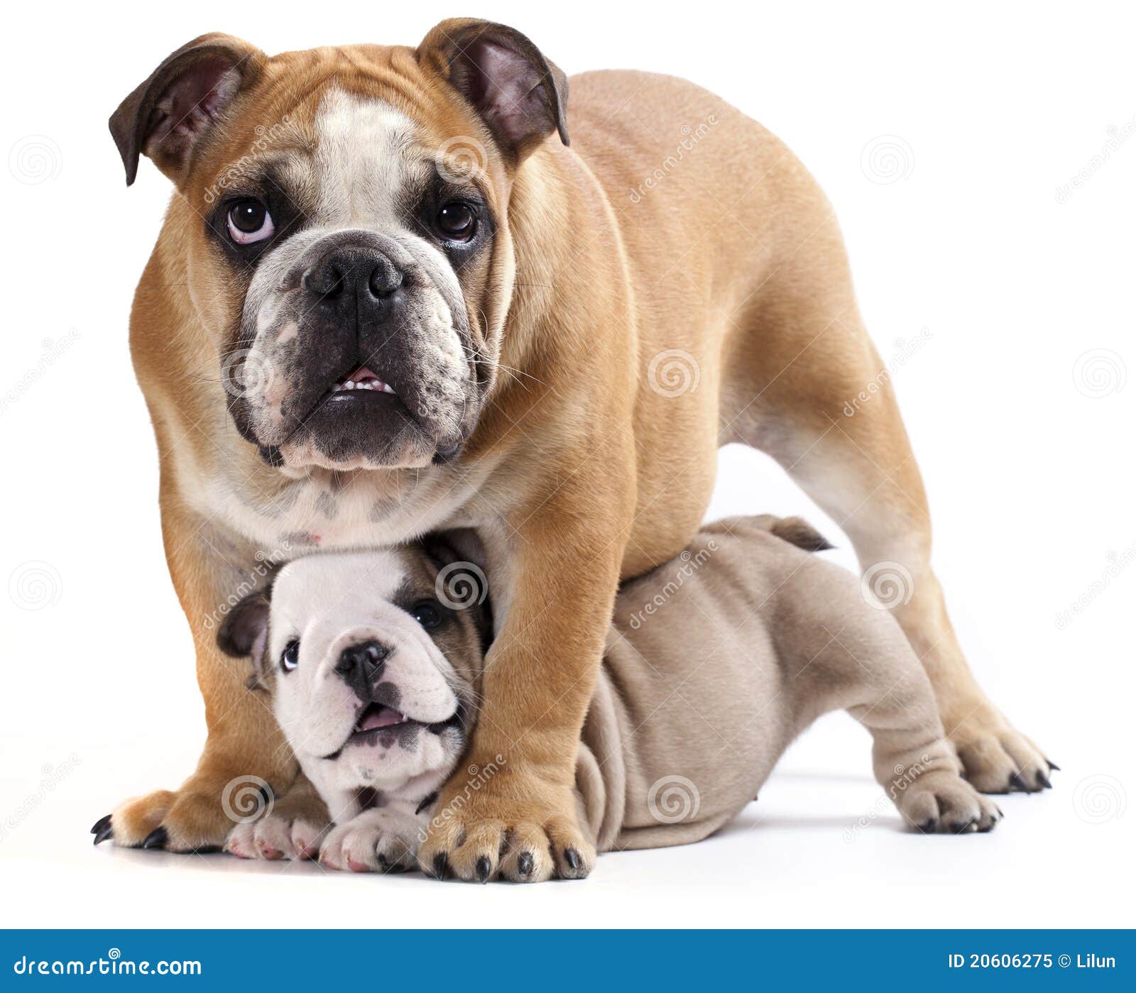 English Bulldog puppy stock image. Image of doggy, adorable - 20606275