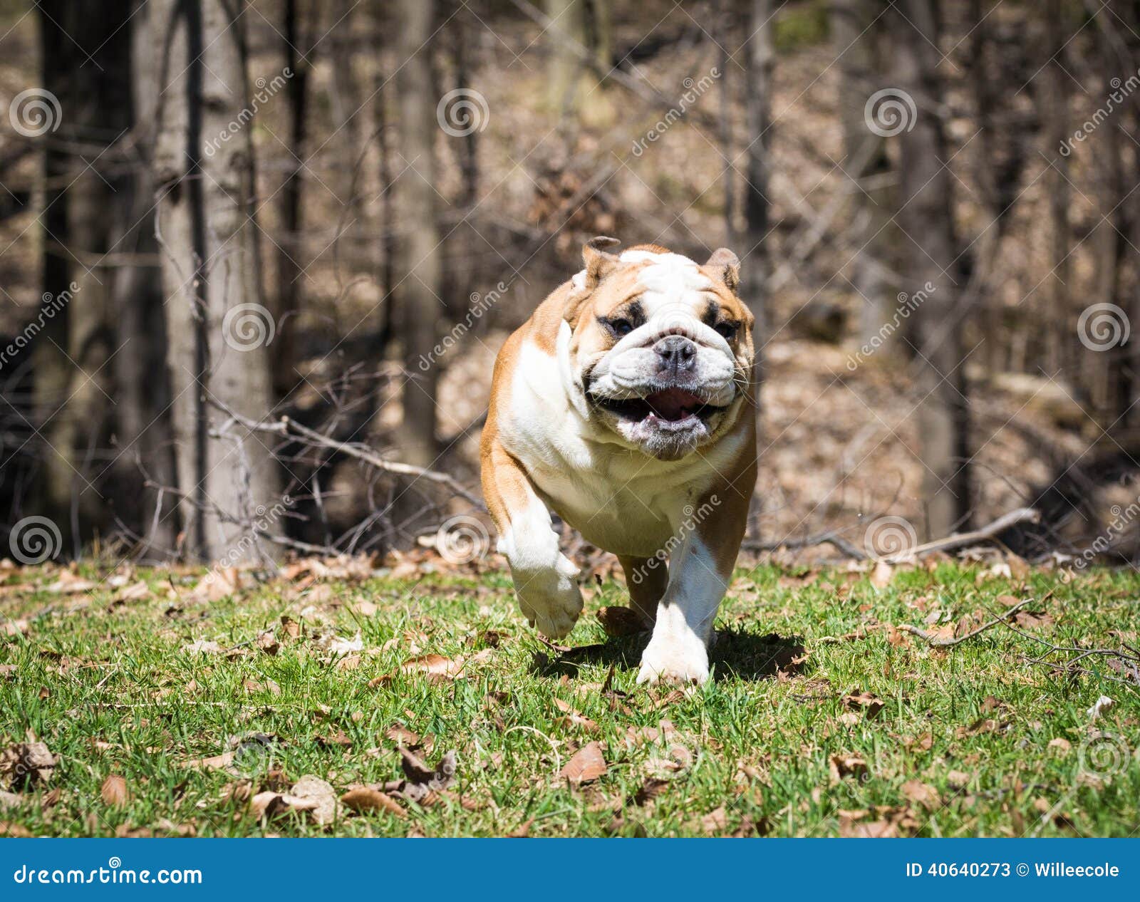 English bulldog running stock image. Image of running - 40640273