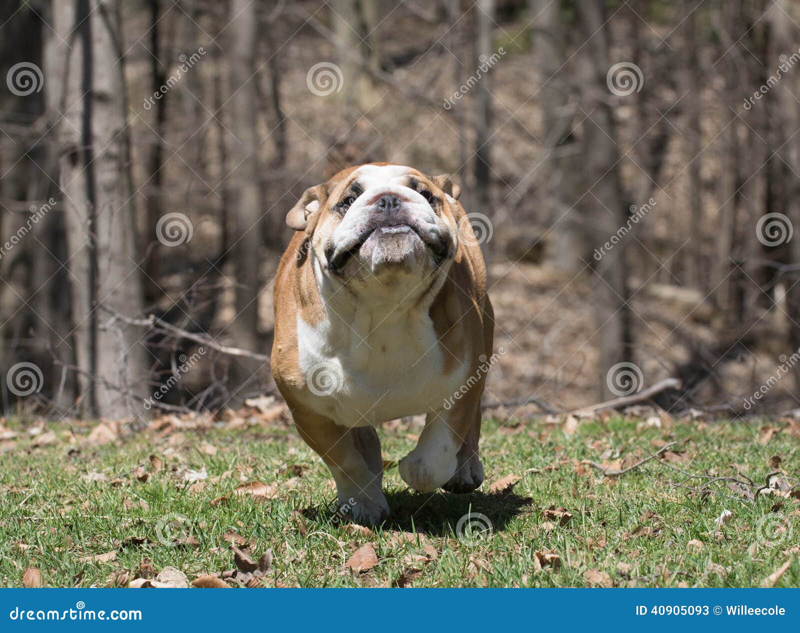English bulldog running stock image. Image of outside - 40905093