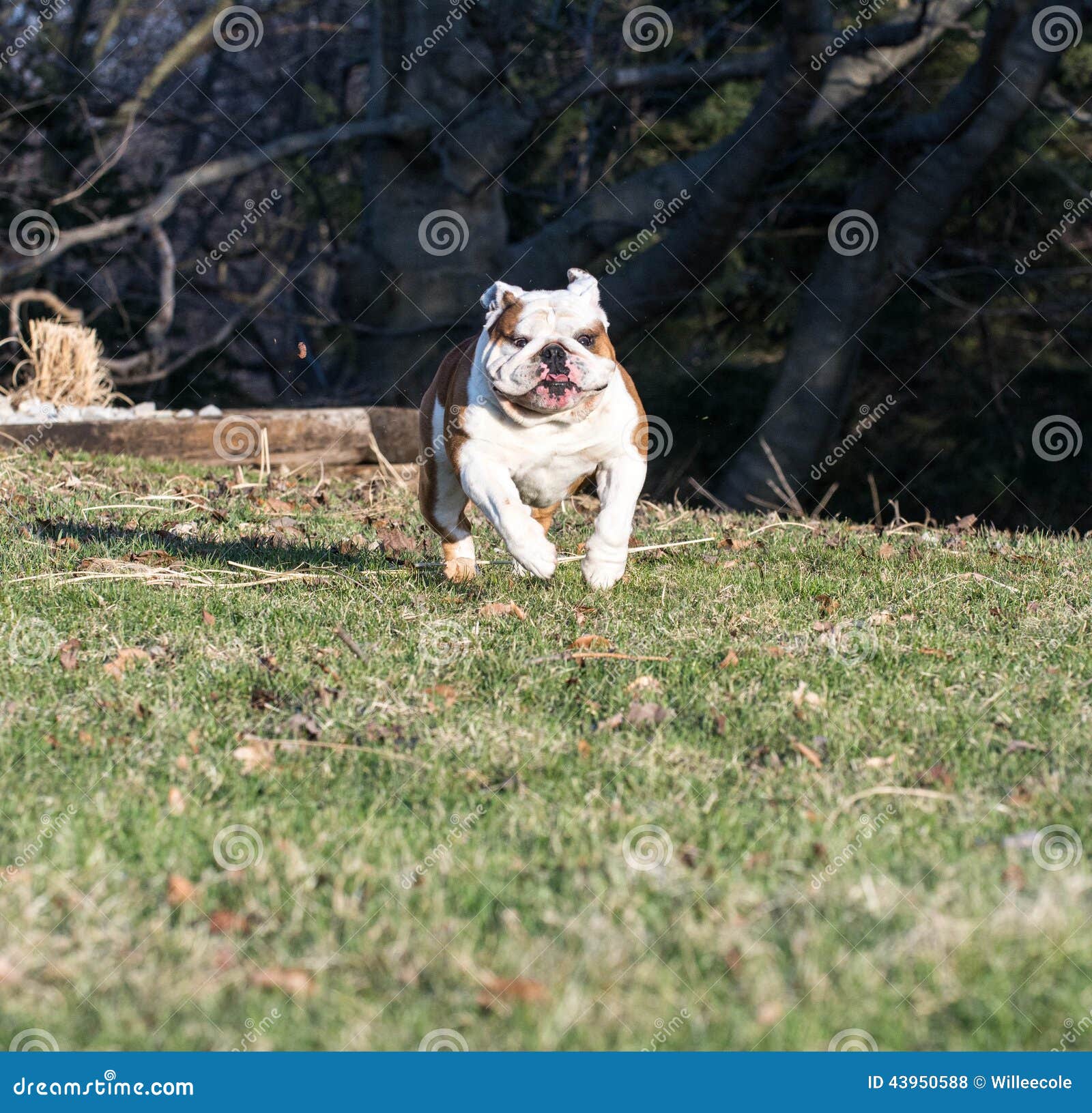 English bulldog running stock photo. Image of english - 43950588