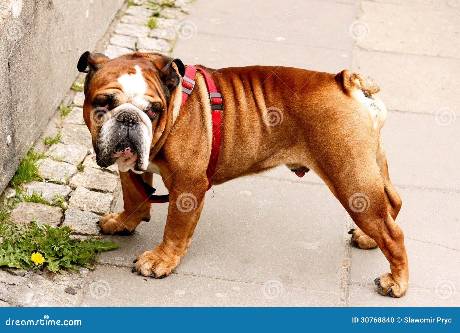 English Bulldog stock photo. Image of waiting, wrinkled - 30768840