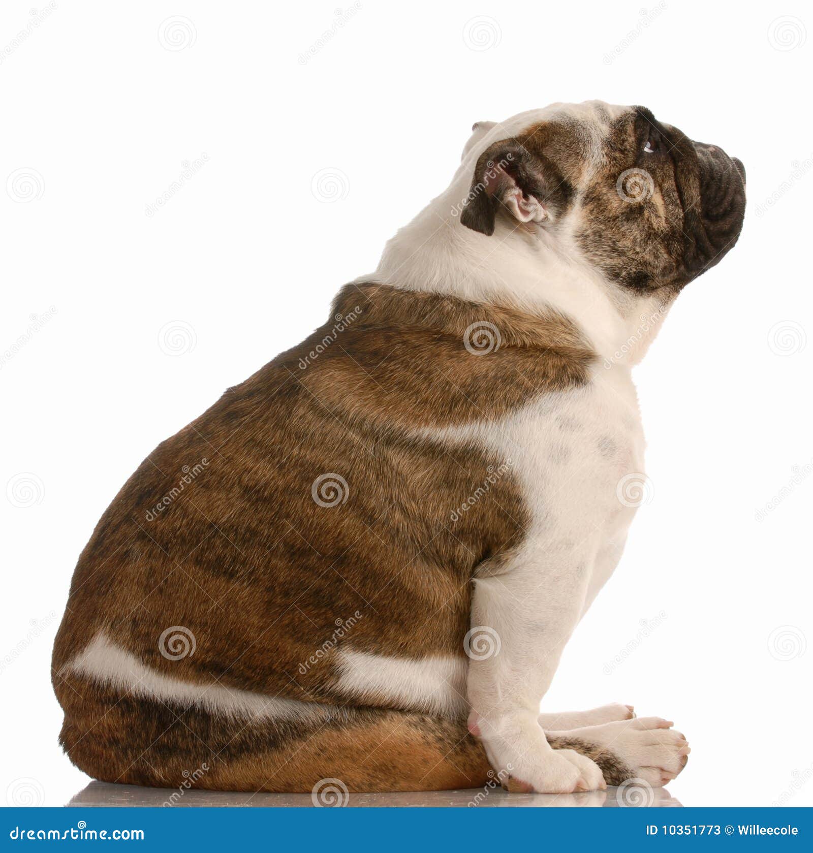 English Bulldog Sitting Stock Photos - Image: 10351773