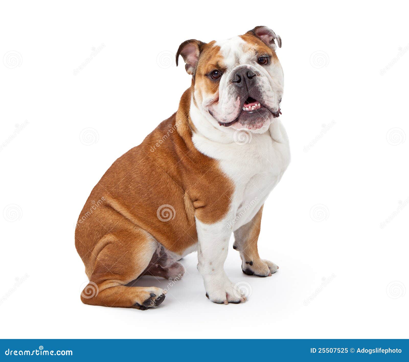 English Bulldog Sitting stock image. Image of english - 25507525