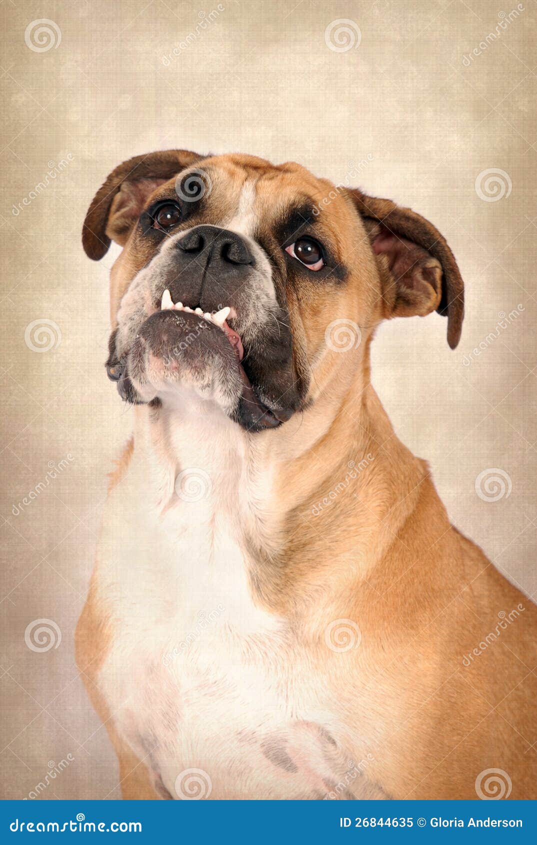 English Bulldog Smiling Studio Portrait Stock Image - Image of ears ...