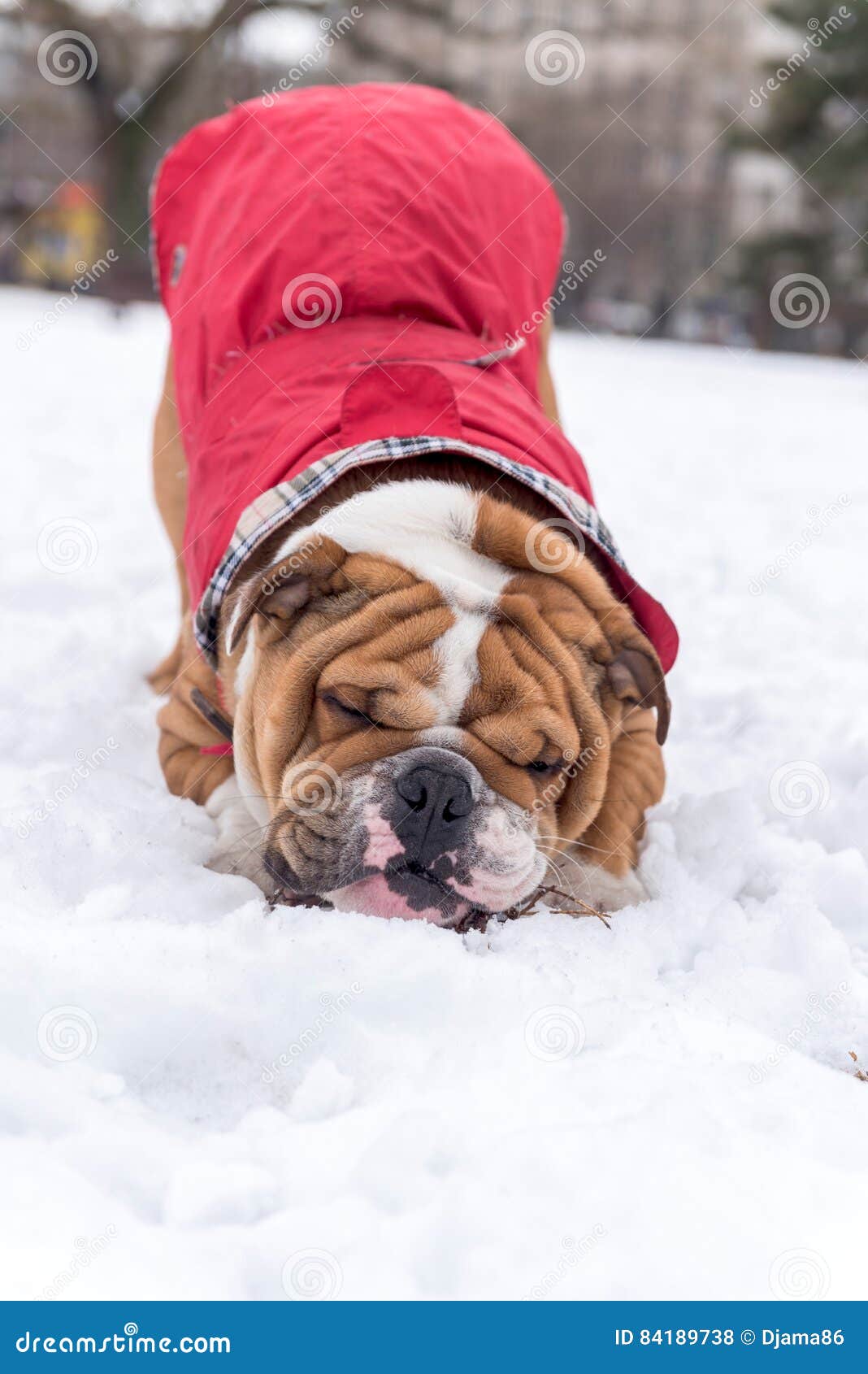 English Bulldog in the Snow Stock Photo - Image of looking, canine ...