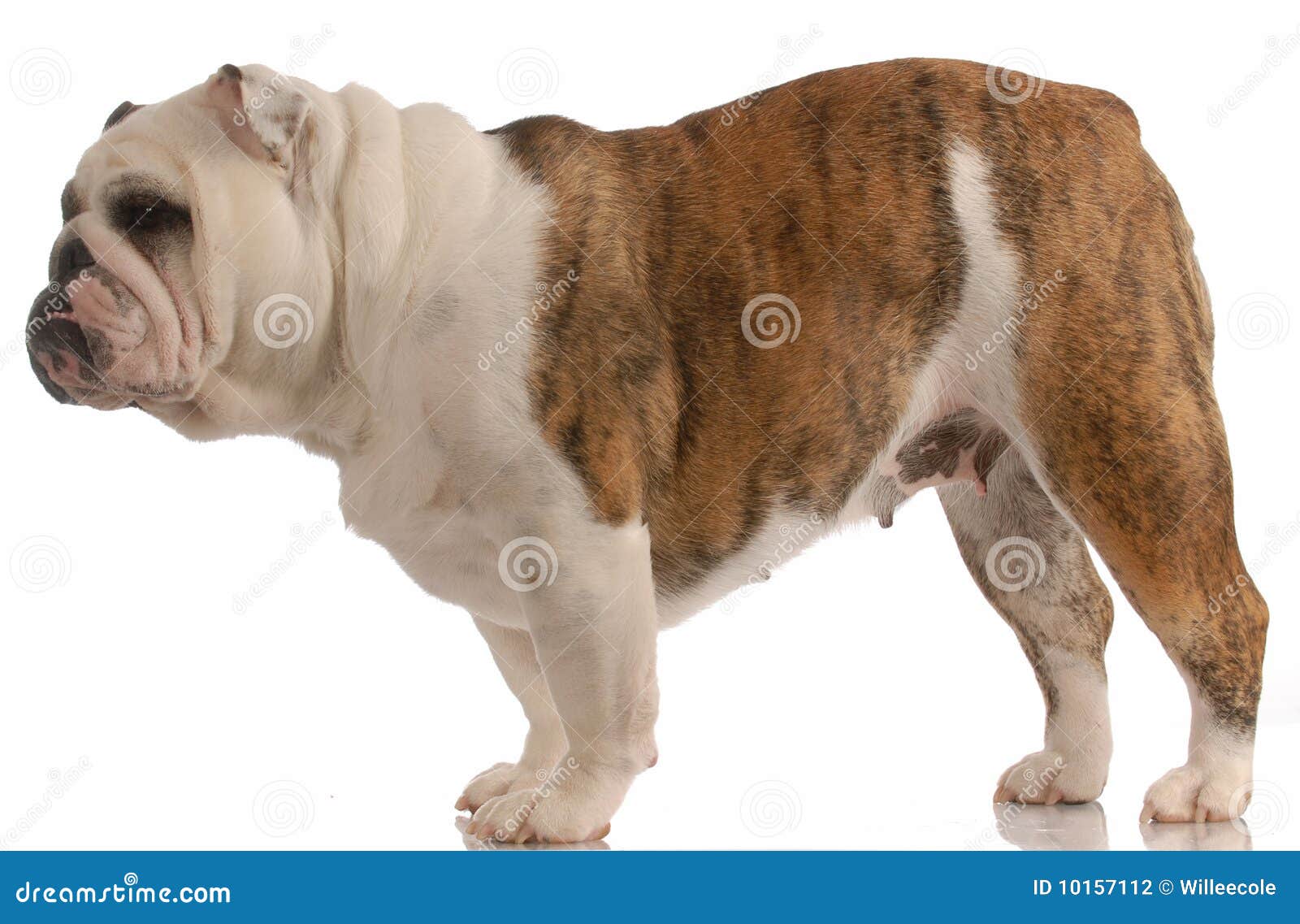 English bulldog standing stock photo. Image of portrait - 10157112