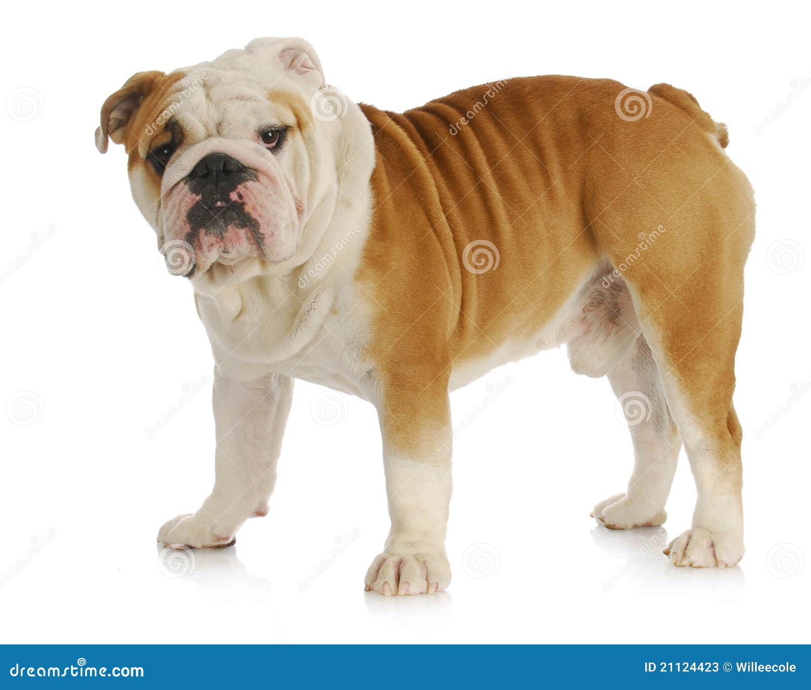 English bulldog standing stock image. Image of standing - 21124423