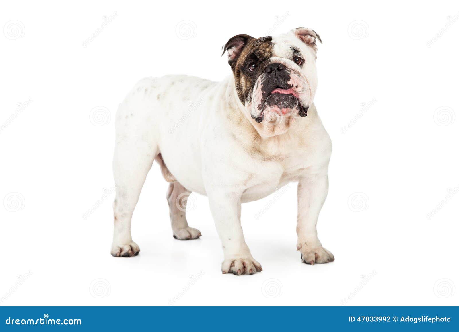 English Bulldog Standing stock photo. Image of length - 47833992