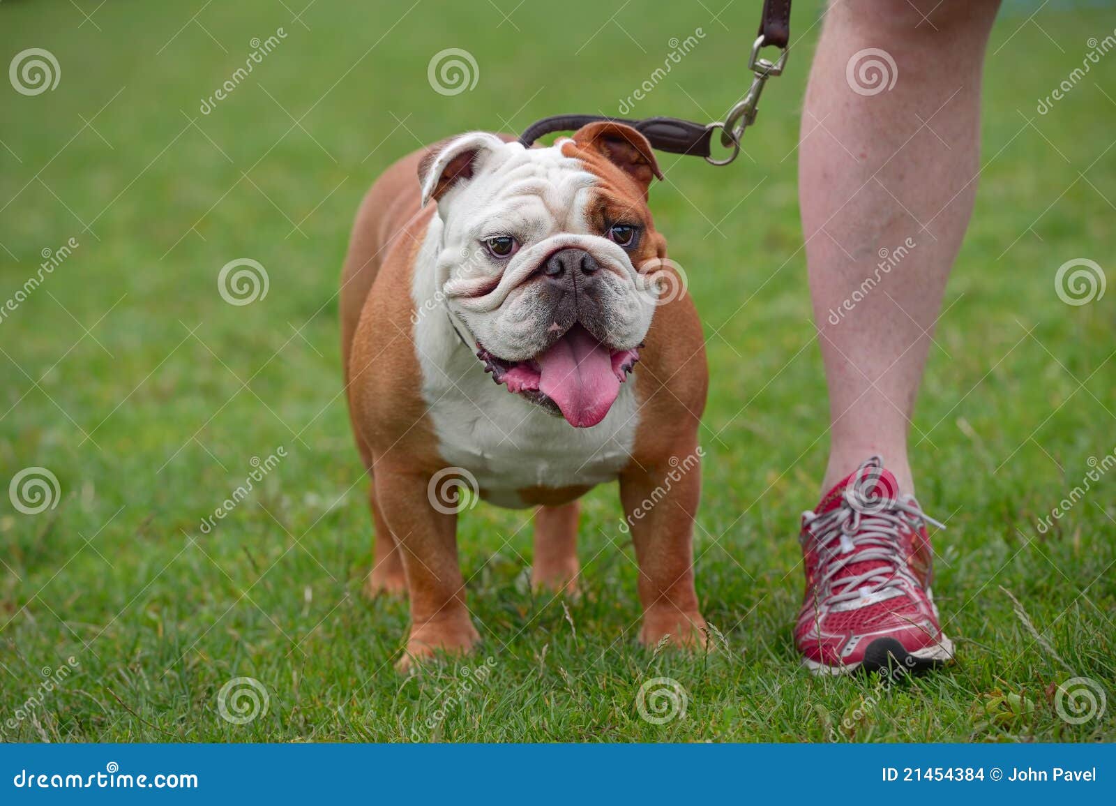 English Bulldog, Standing, Front View Stock Photo - Image of horizontal ...