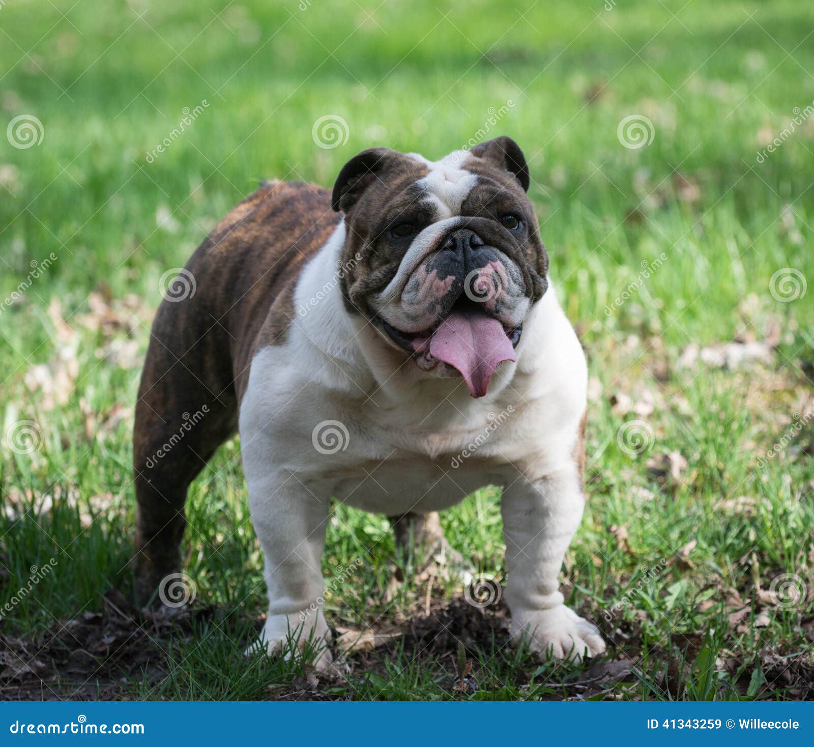 English bulldog stock image. Image of healthy, watching - 41343259