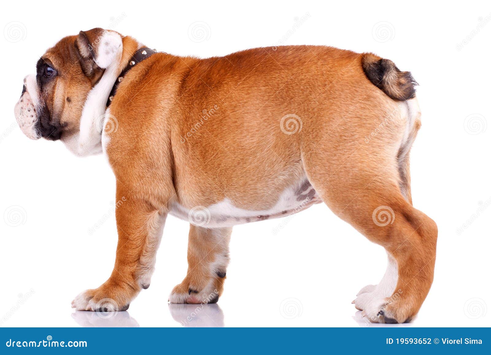 English Bulldog Standing and Looking at Something Stock Photo - Image ...