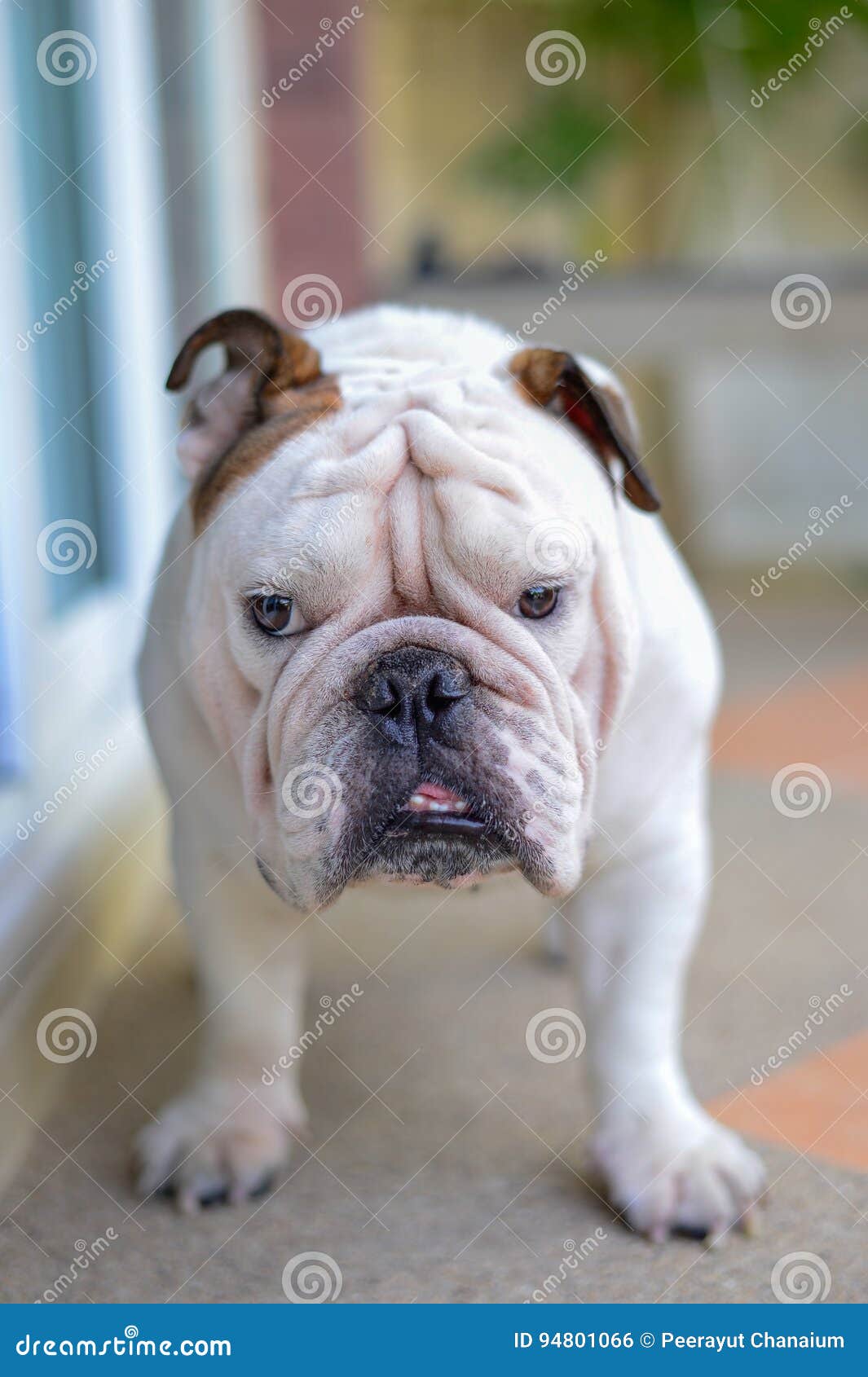 English Bulldog Standing, Smile and Looking Stock Photo - Image of ...
