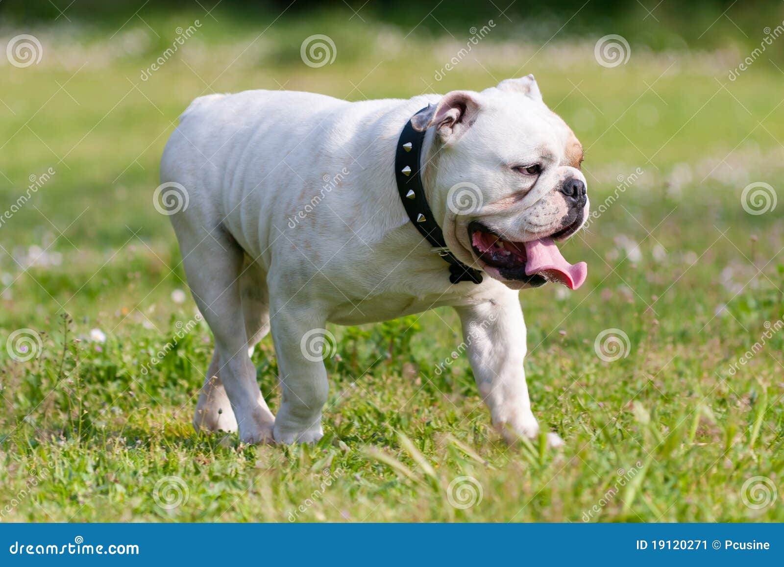English Bulldog walking stock image. Image of nature - 19120271