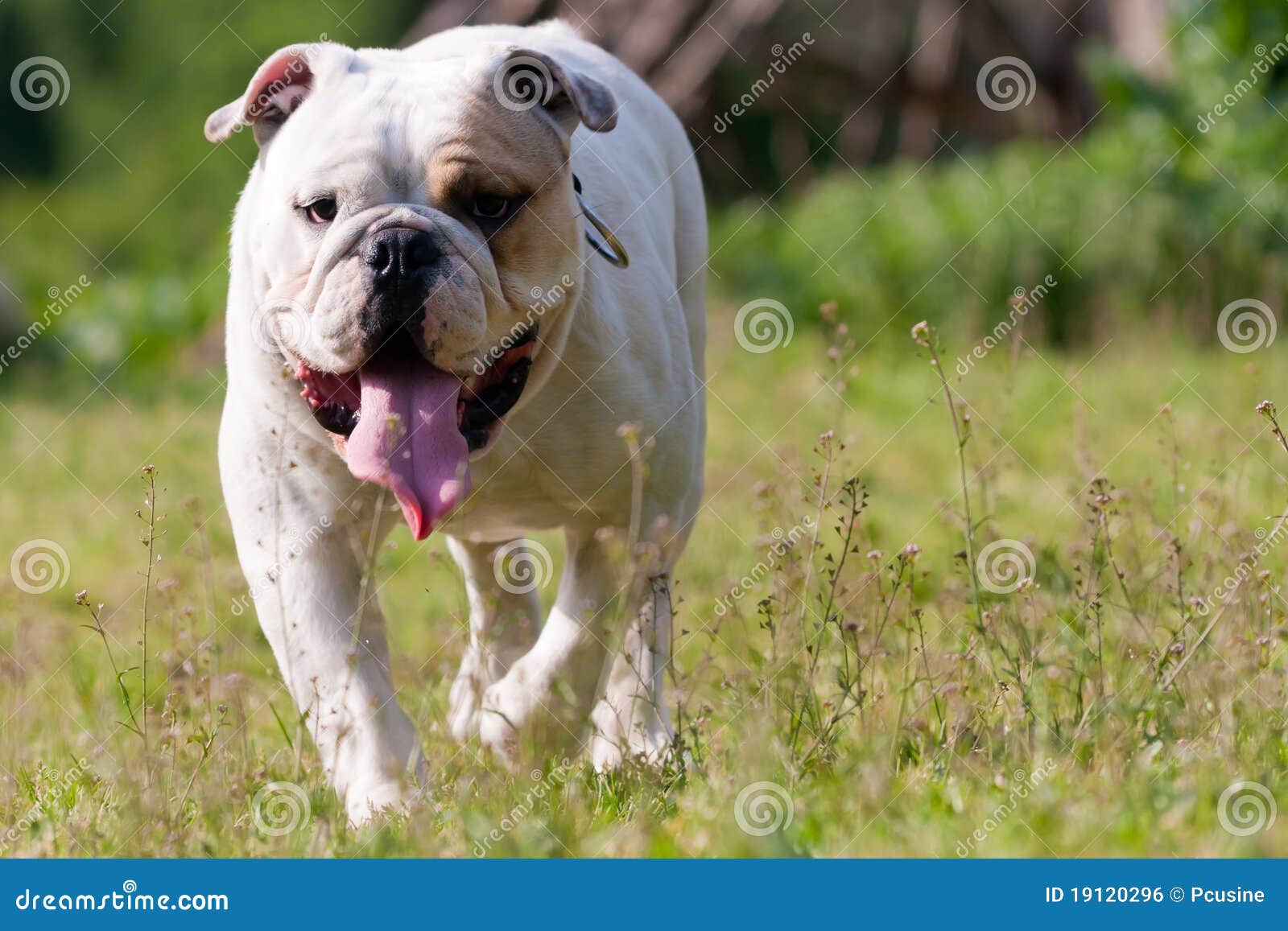English Bulldog walking stock photo. Image of brown, beautiful - 19120296