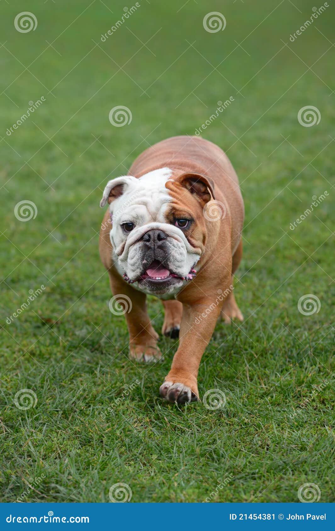 English Bulldog, Walking Towards the Camera Stock Image - Image of ...