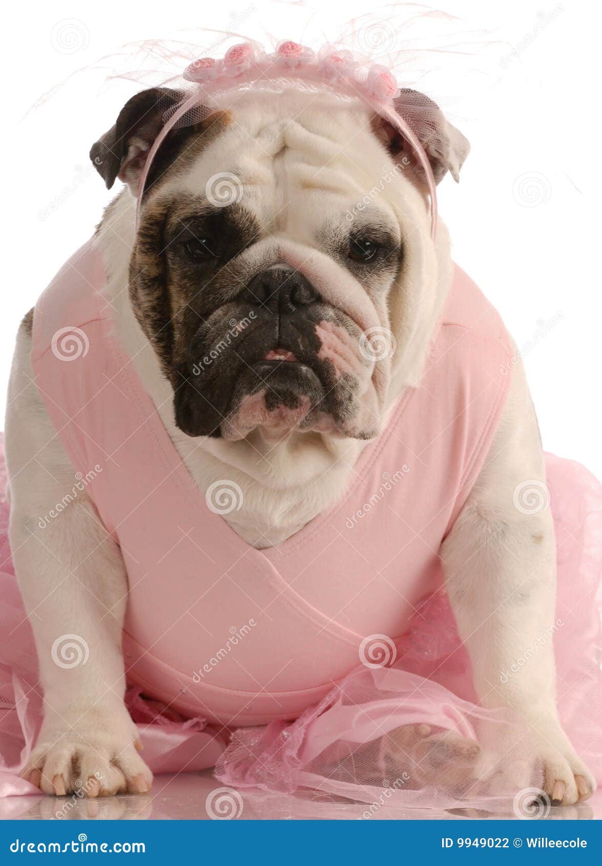 Bulldog Wearing Hat And Glasses Royalty-Free Stock Photography ...