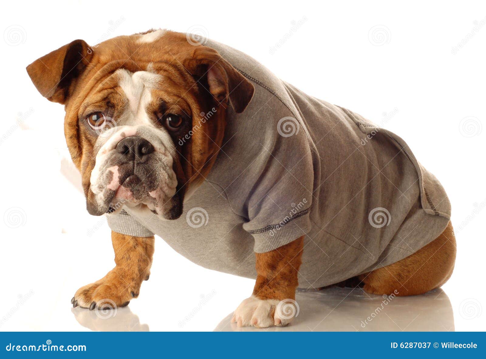 English Bulldog Working Out Stock Image - Image of adorable, cute: 6287037