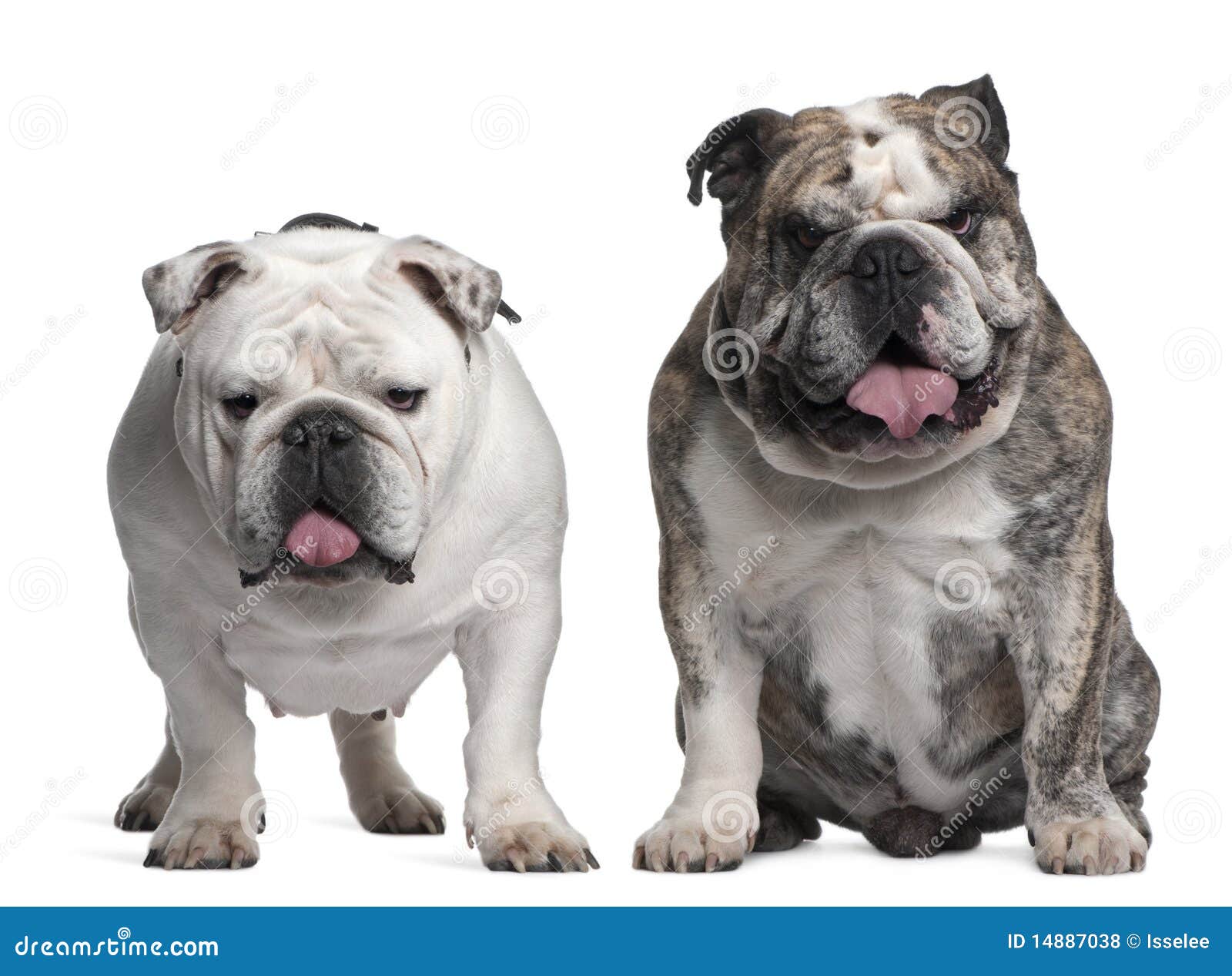 English Bulldogs, 6 Years Old Stock Photo - Image of bulldogs, front ...